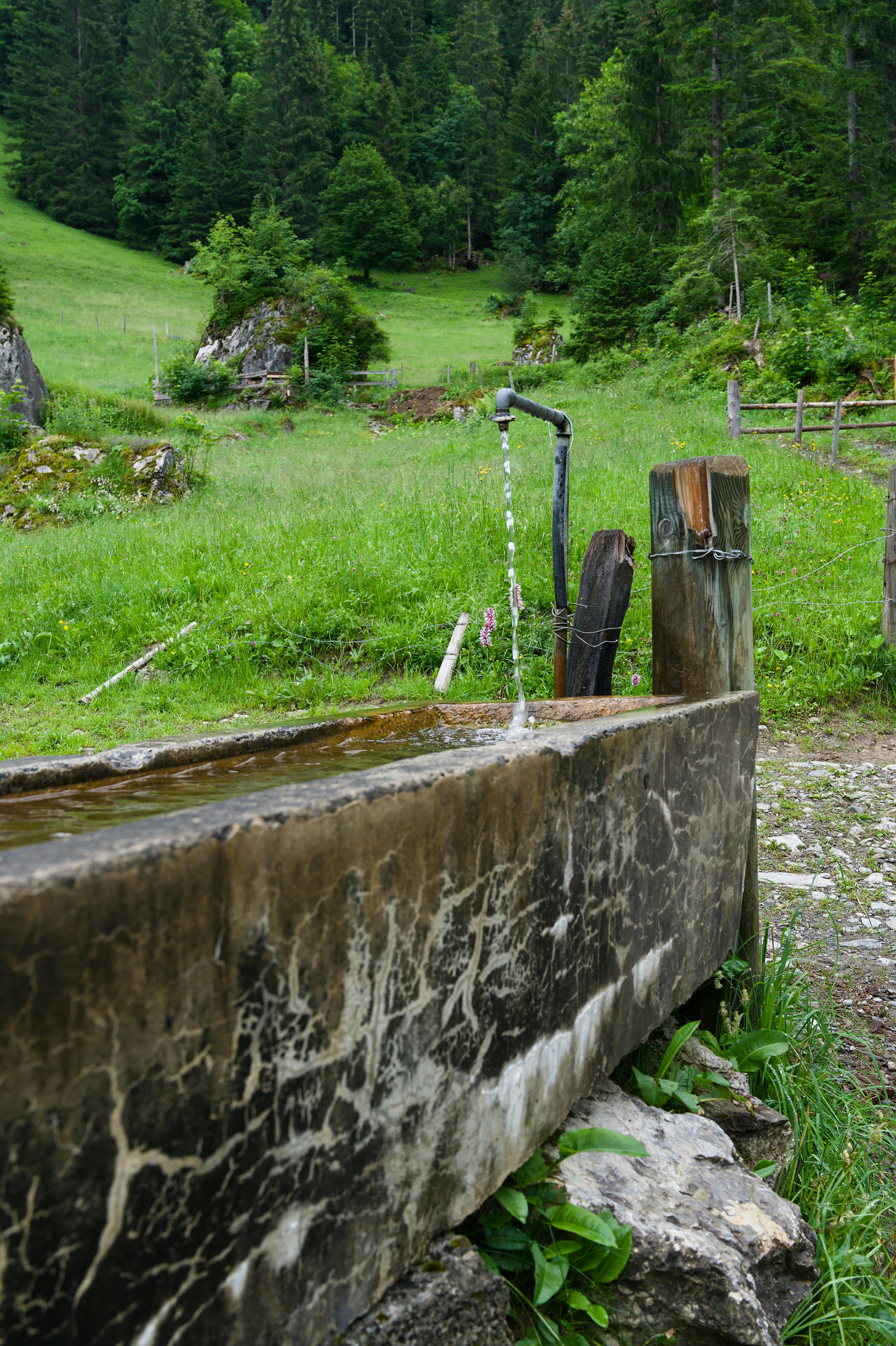 Rustic Water Trough in Swiss Alpine Meadow · Free Stock Photo
