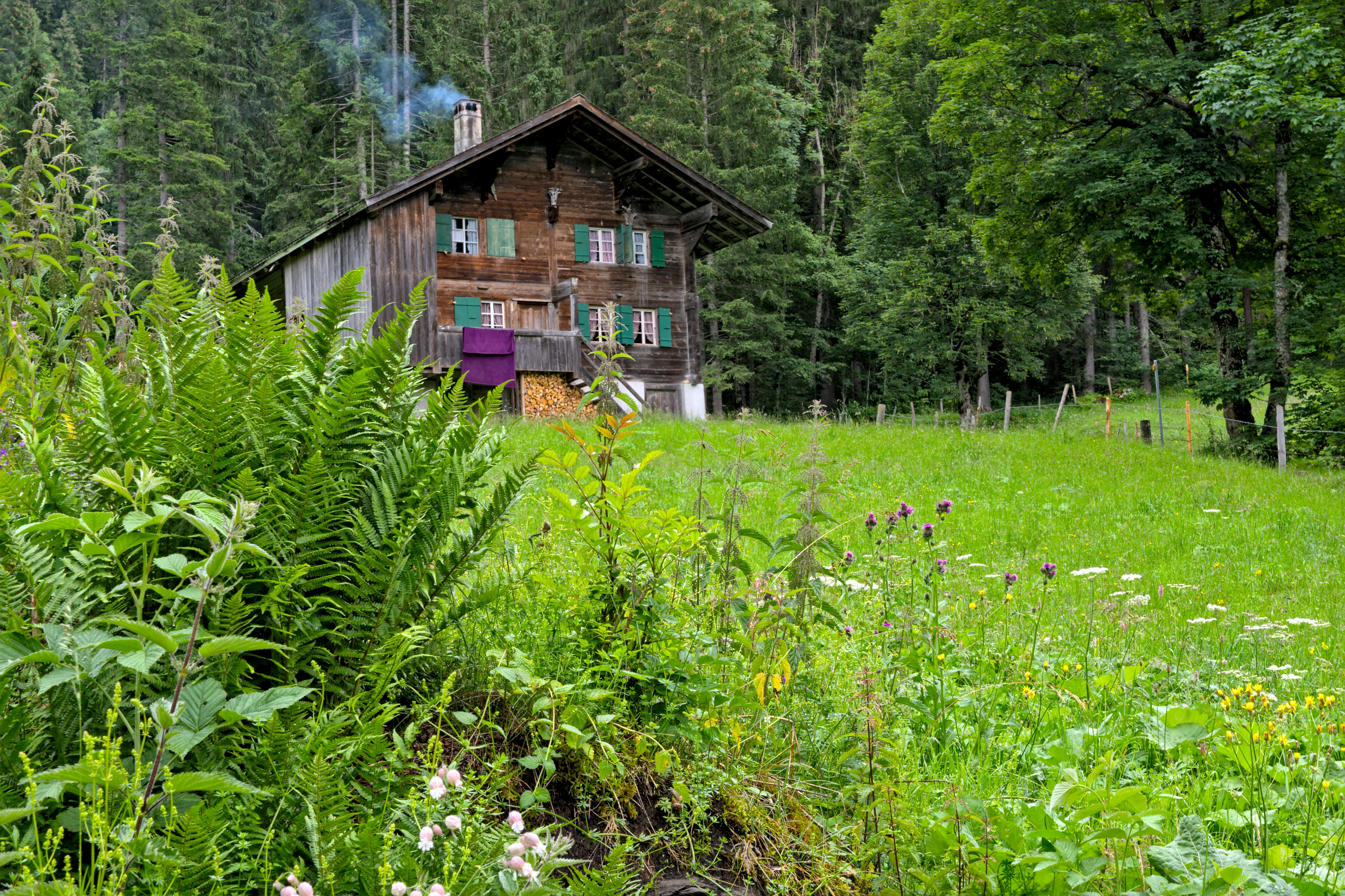 Charming Swiss Alpine Cottage in Verdant Forest · Free Stock Photo