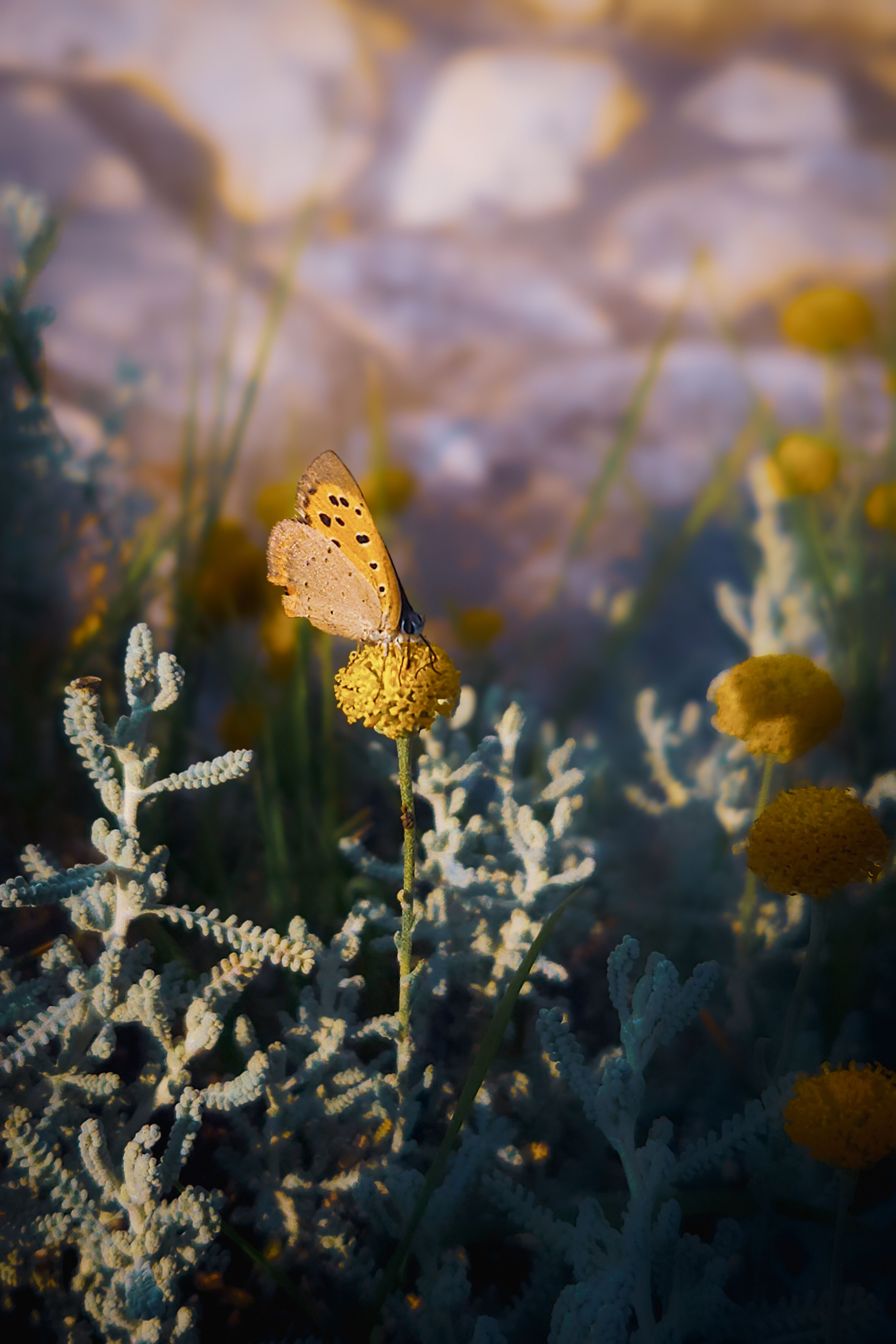 Dreamy Photos, Download The BEST Free Dreamy Stock Photos & HD Images
