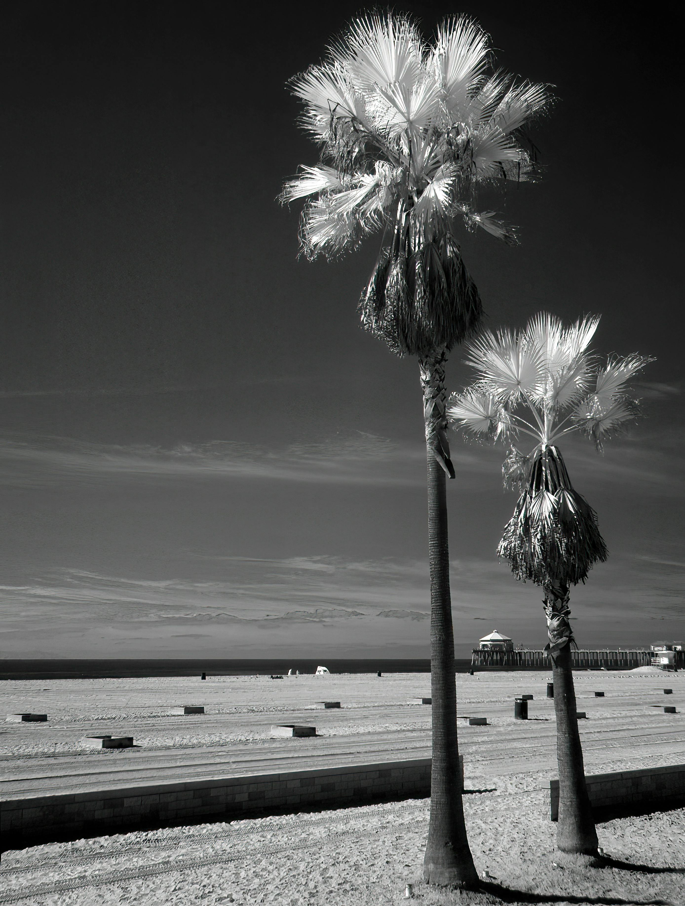 Black and White Infrared Beach Scene with Palm Trees · Free Stock Photo