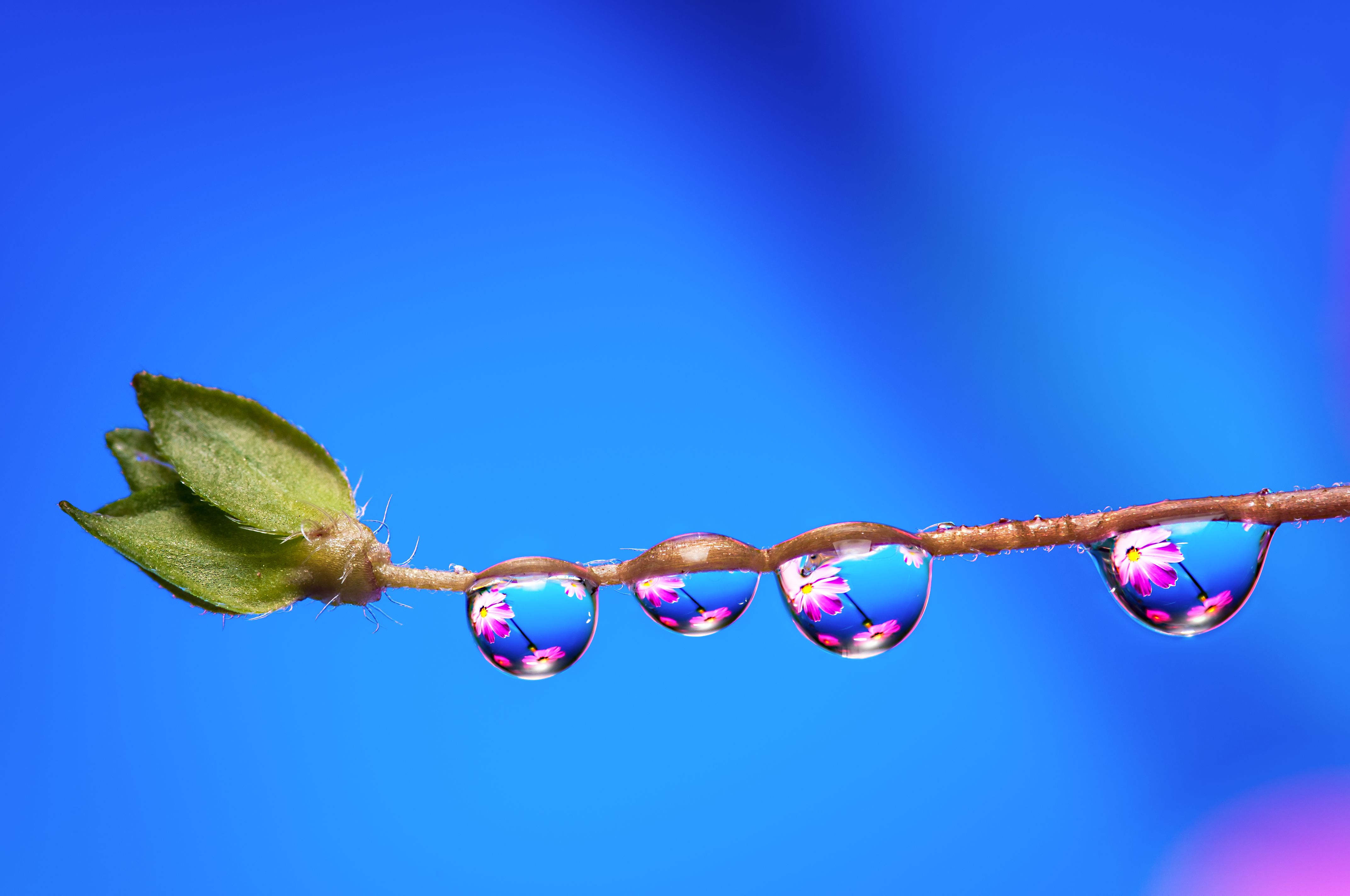 Macro Photography of Water Drops on Twig · Free Stock Photo