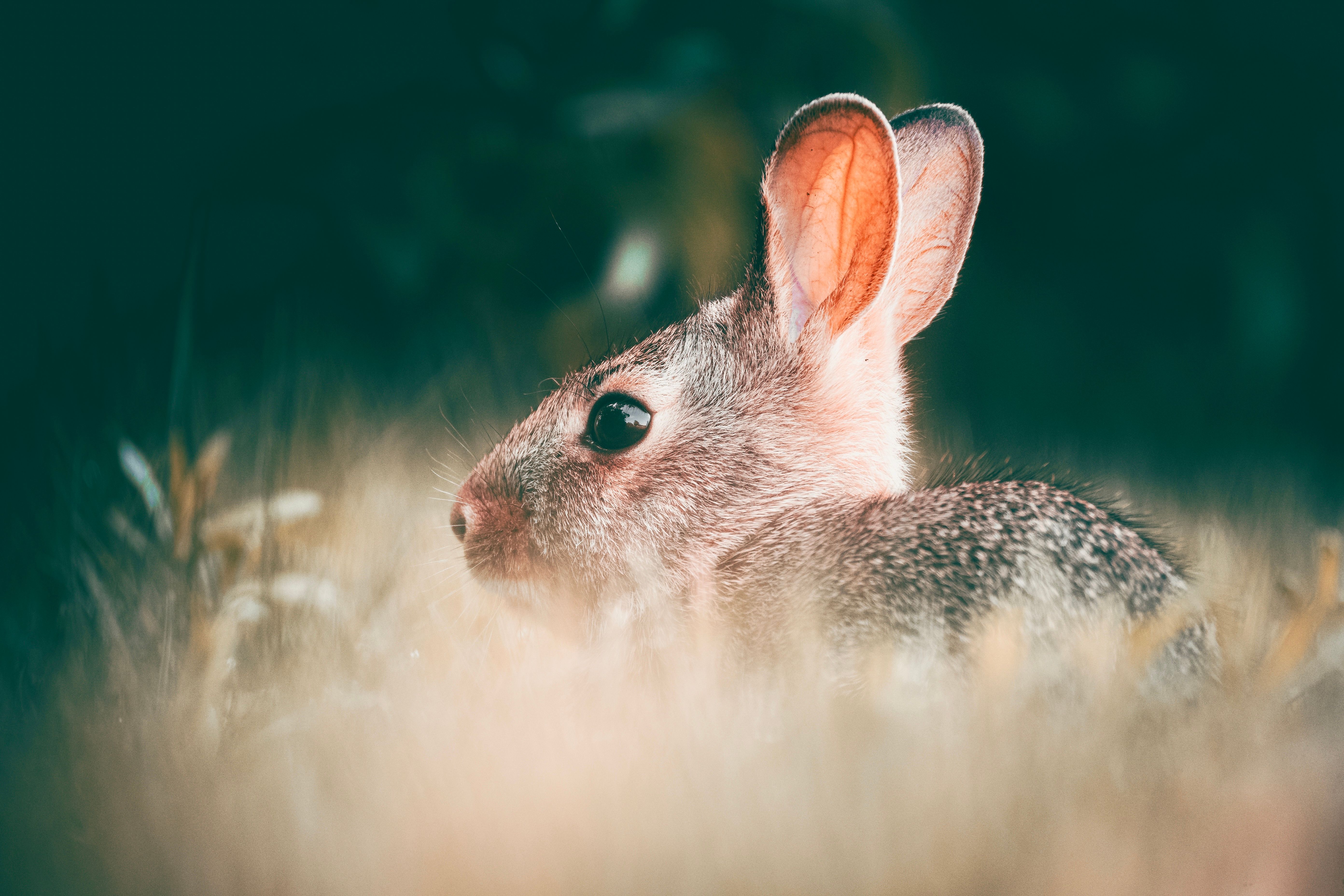 Close-Up Photo of Rodent on Grass · Free Stock Photo