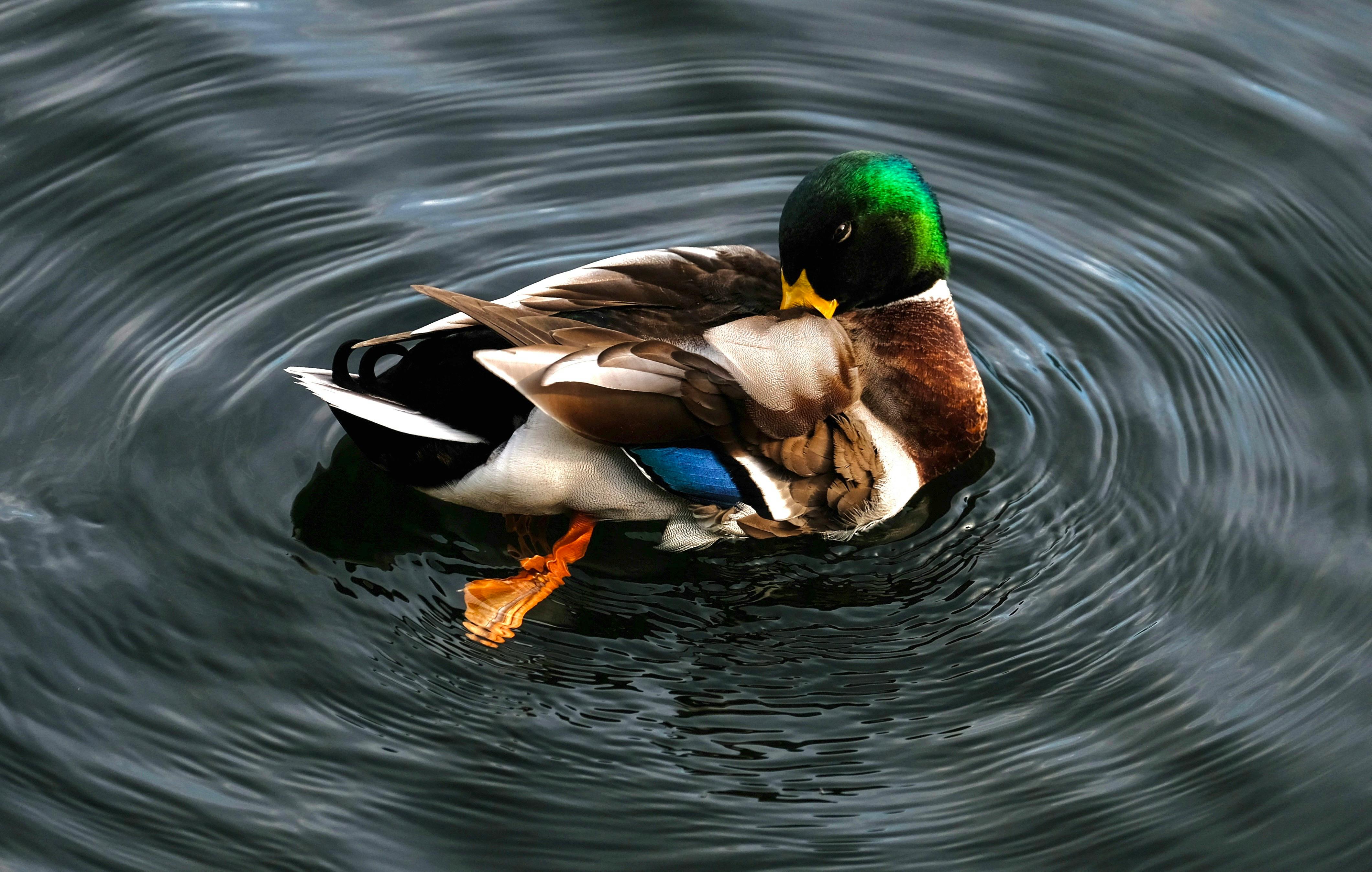 Beautiful Mallard Duck Floating in Circular Ripples · Free Stock Photo