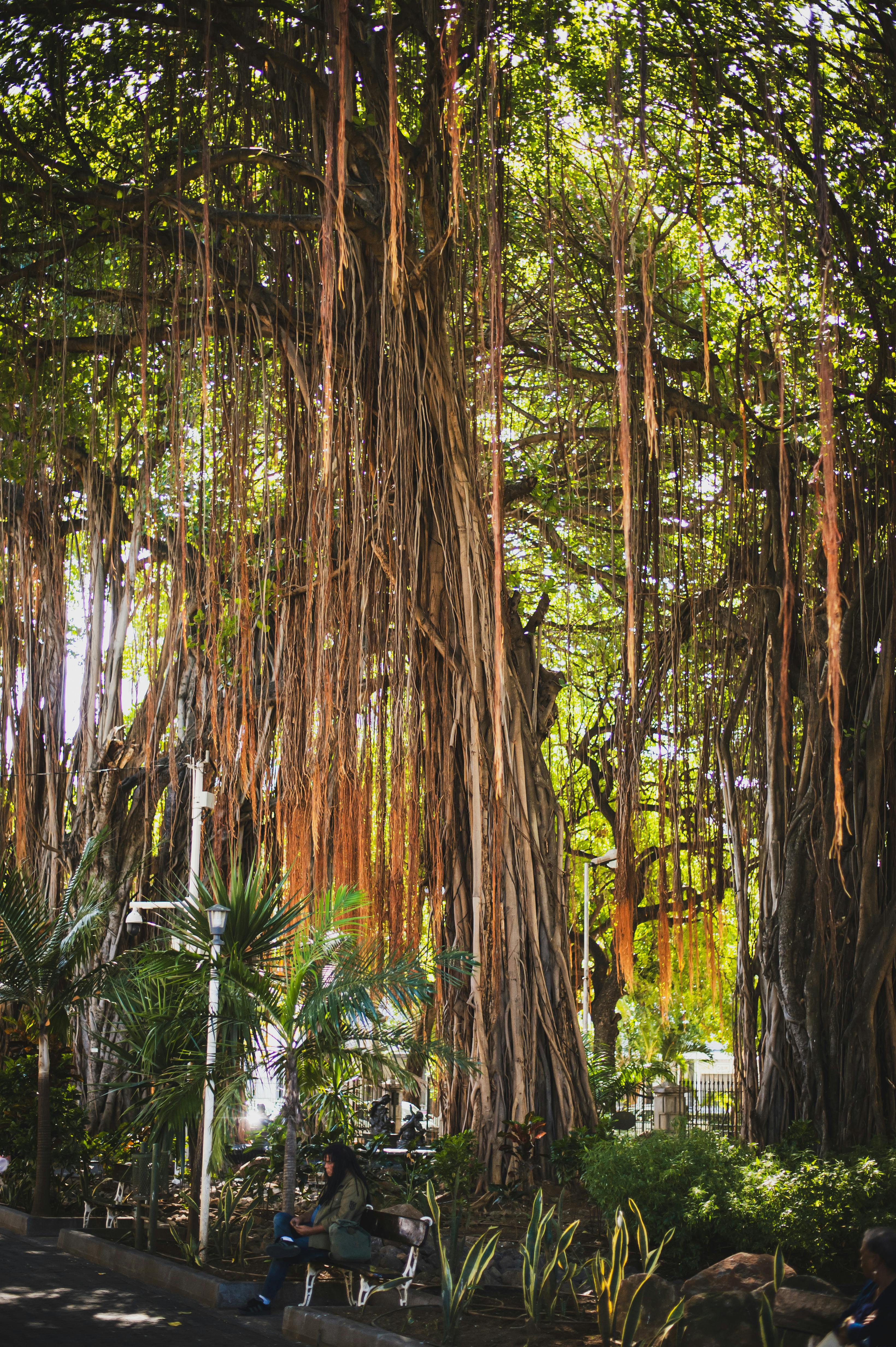 Majestic Banyan Tree in a Sunlit Park · Free Stock Photo