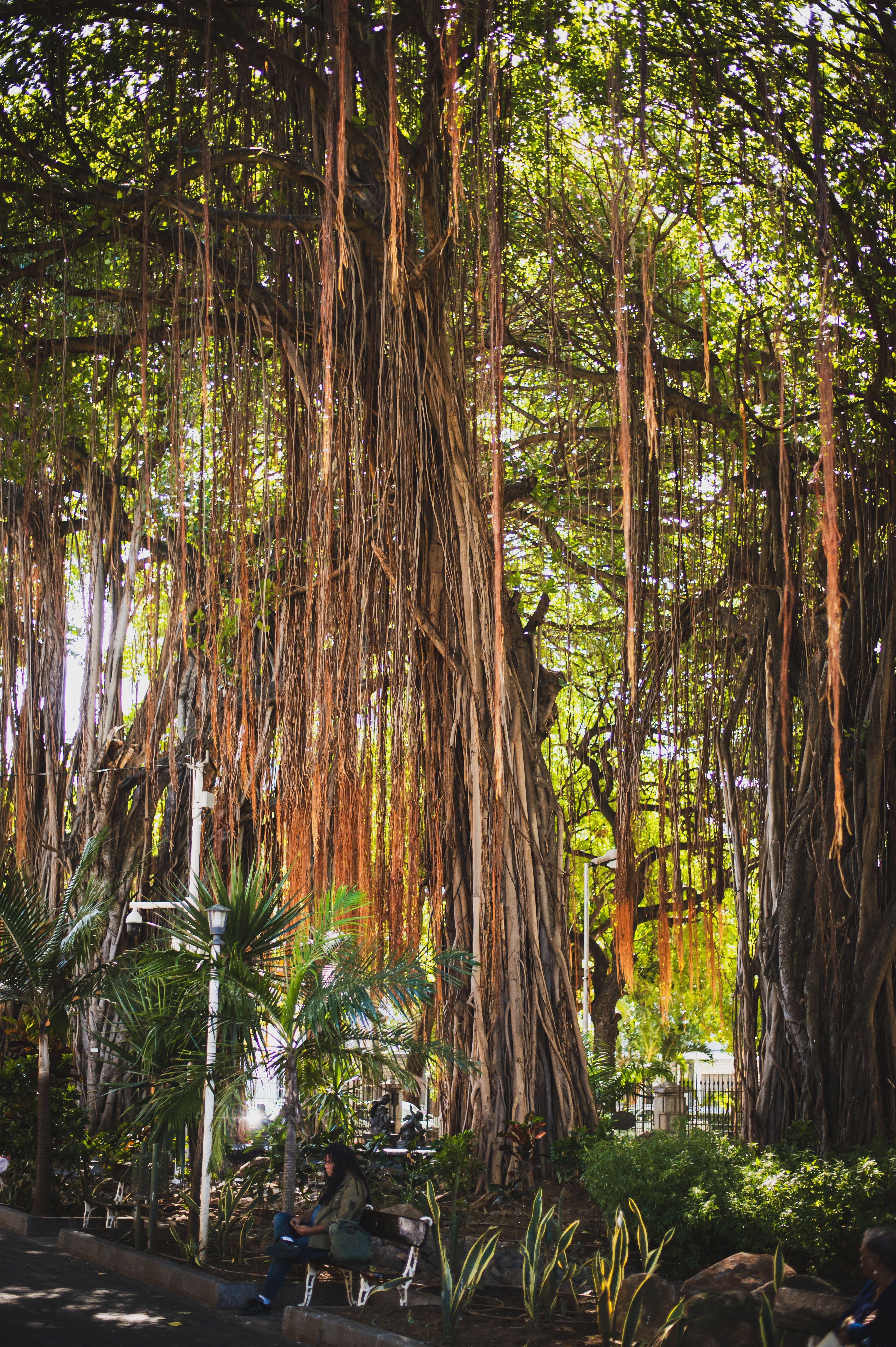 Majestic Banyan Tree in a Sunlit Park · Free Stock Photo