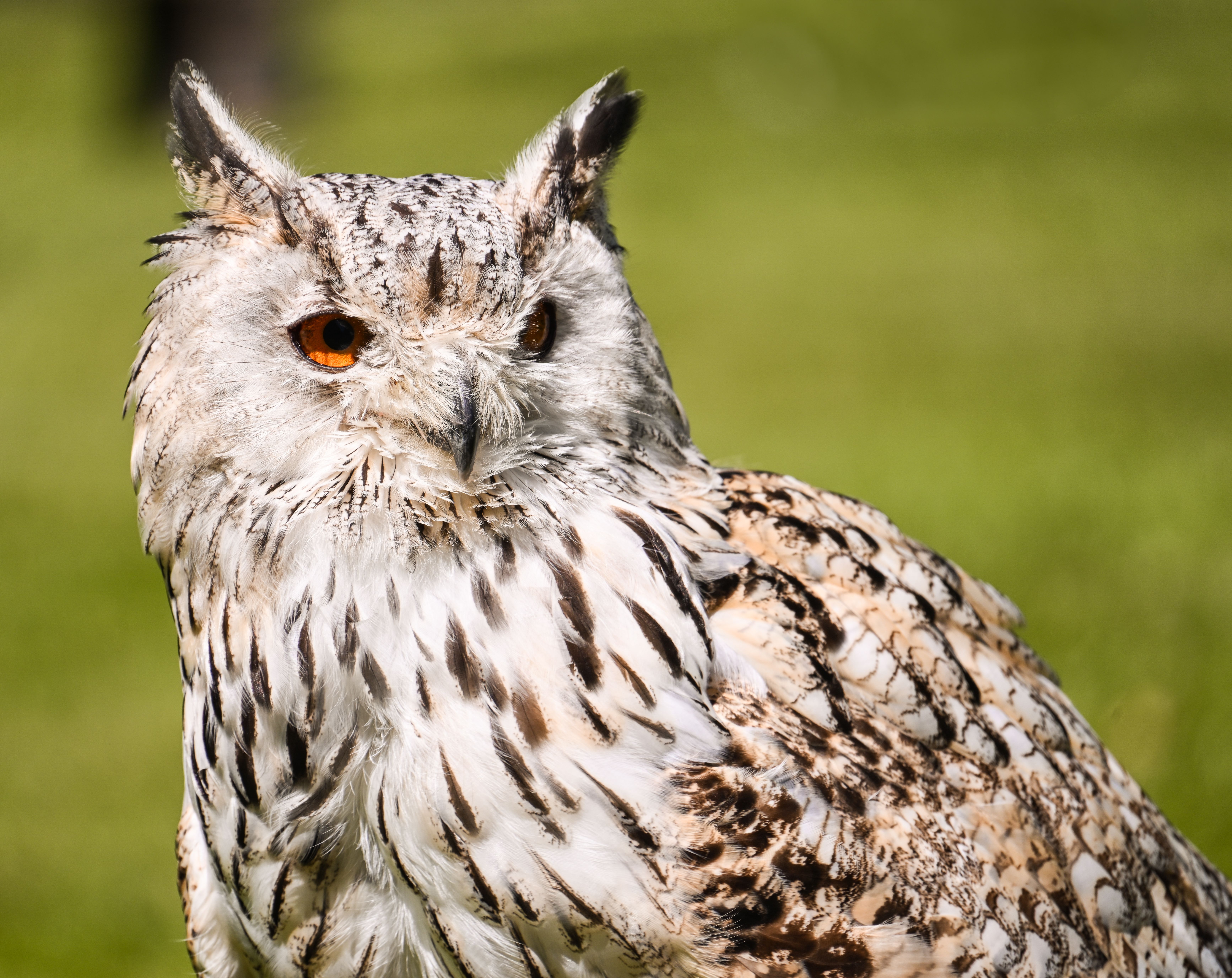 Owl Diagram Photos, Download The BEST Free Owl Diagram Stock Photos ...