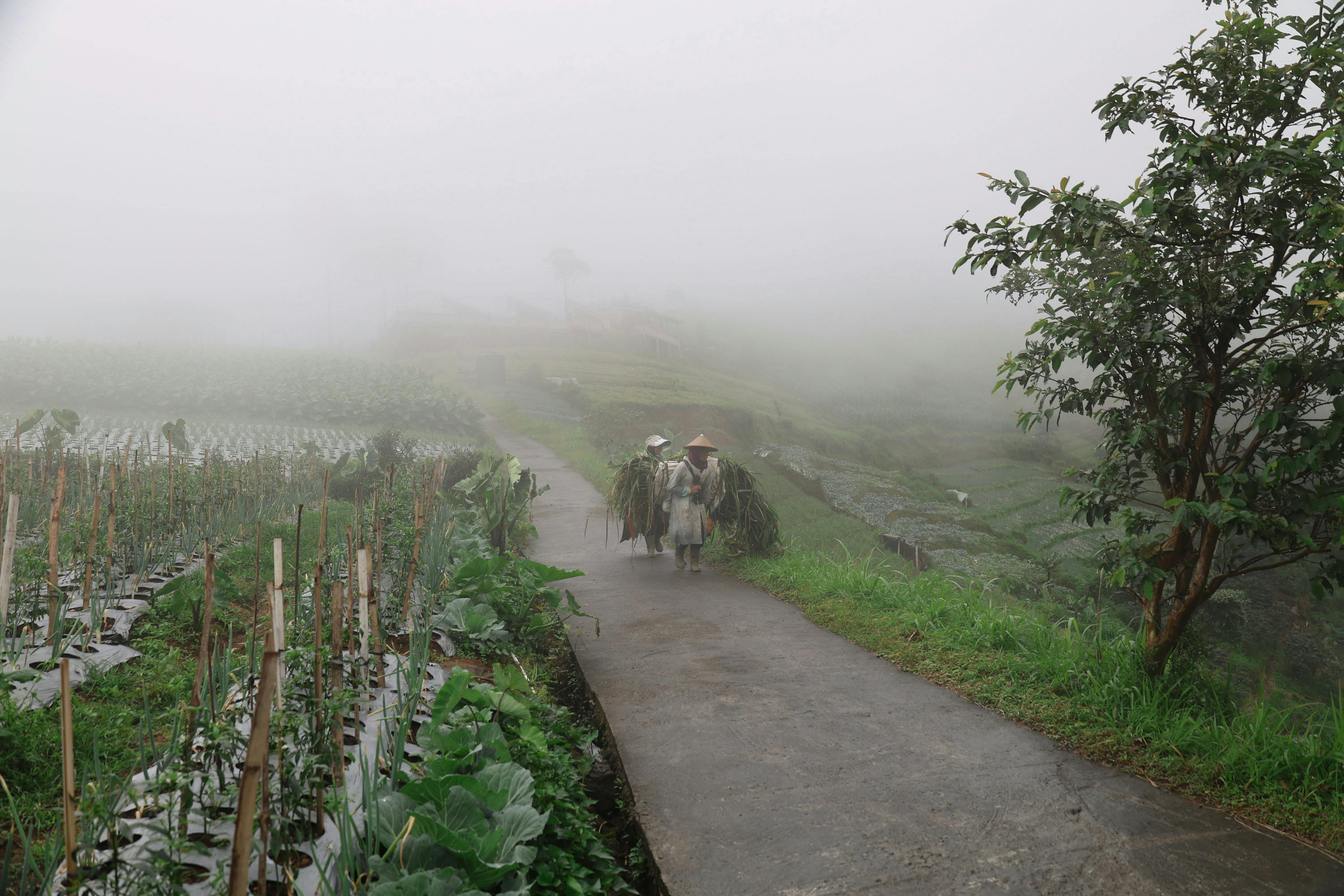 Farmers in Foggy Central Java Landscape · Free Stock Photo