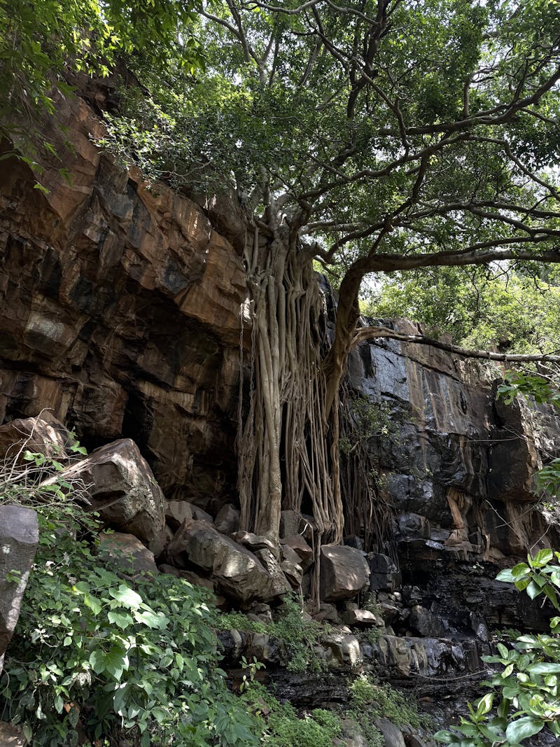 Tree Roots Photos, Download The BEST Free Tree Roots Stock Photos & HD ...