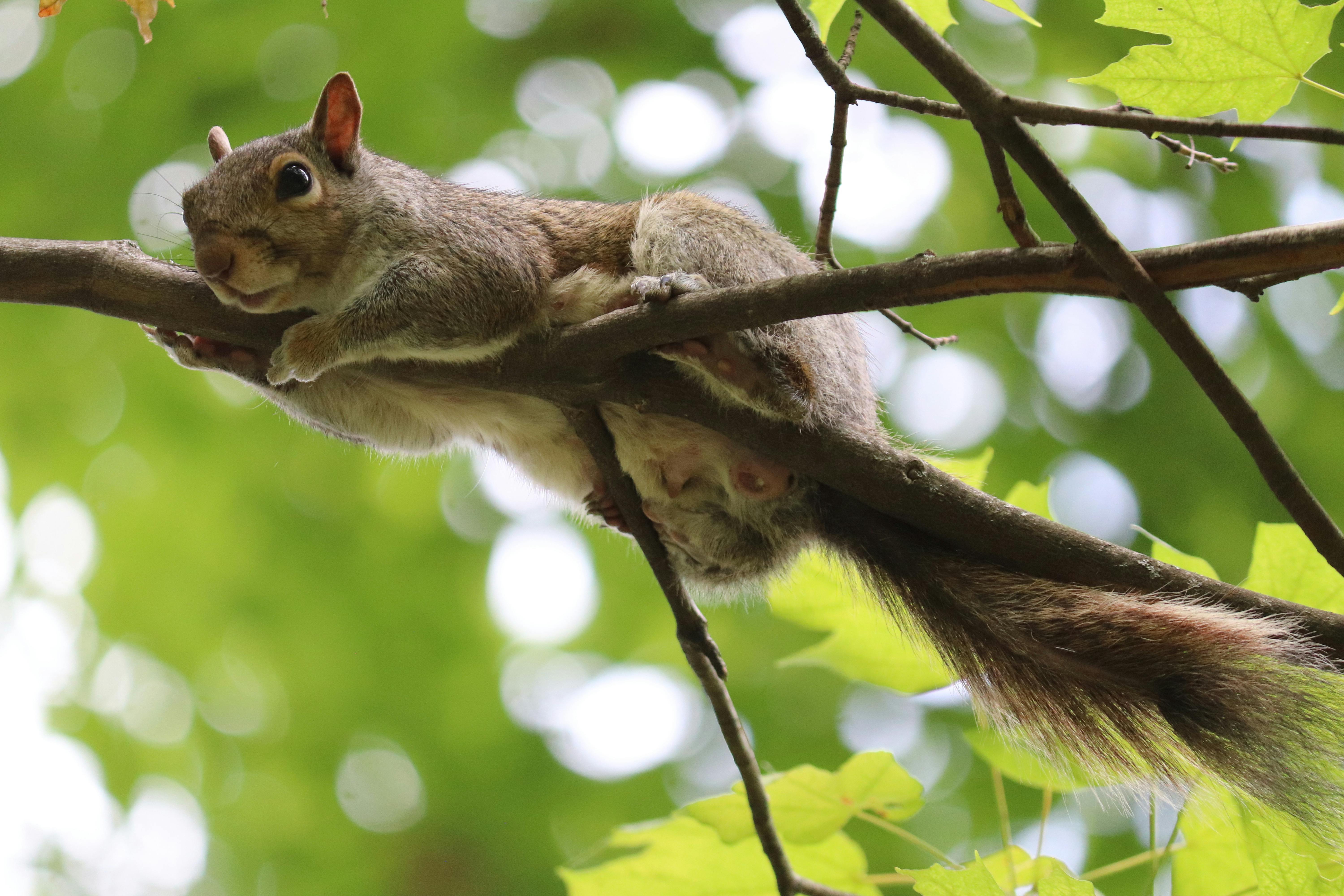 Gray Squirrel Resting on Tree Branch in Leafy Canopy · Free Stock Photo