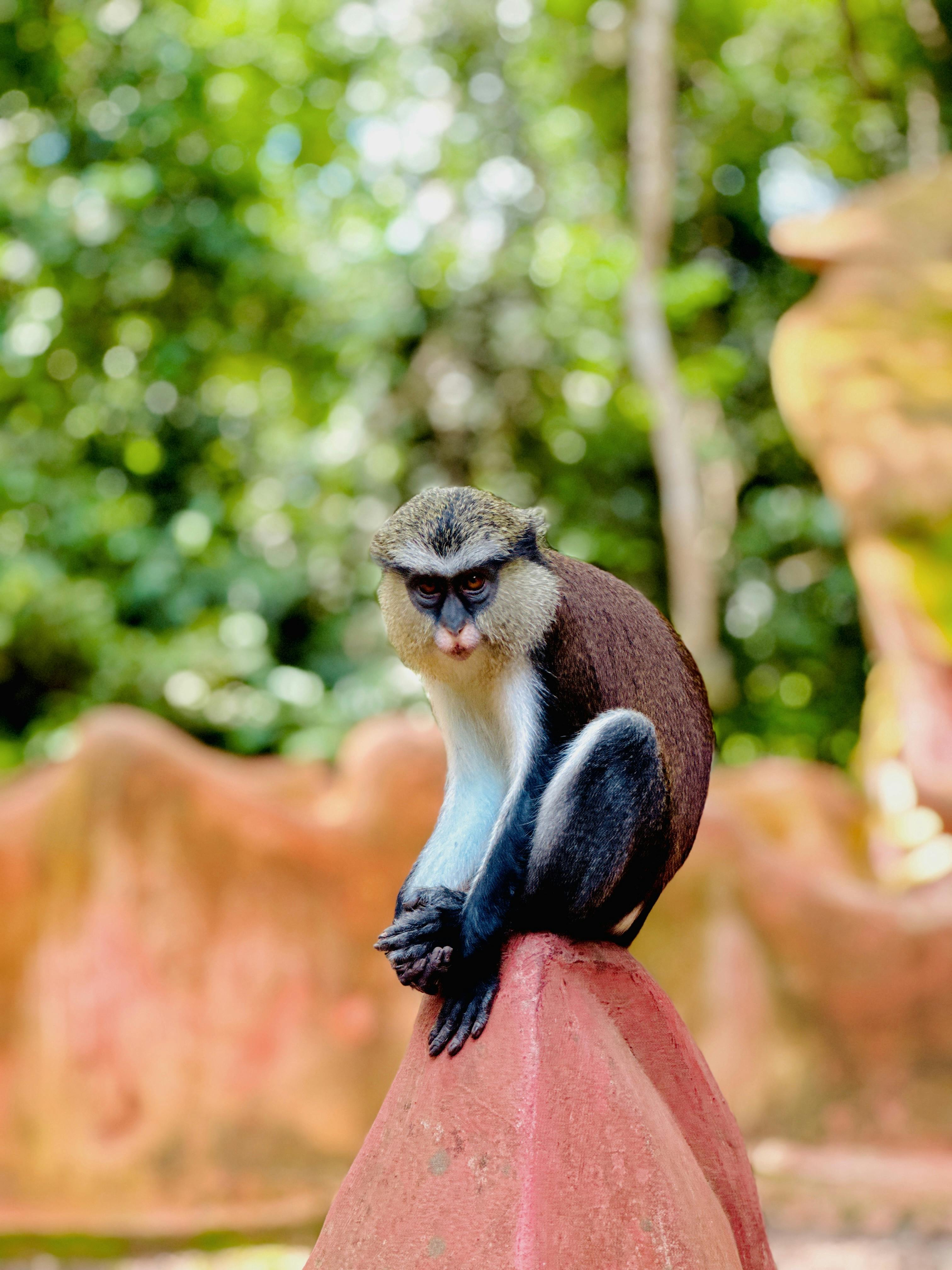 Captivating Mona Monkey in Nigerian Forest · Free Stock Photo