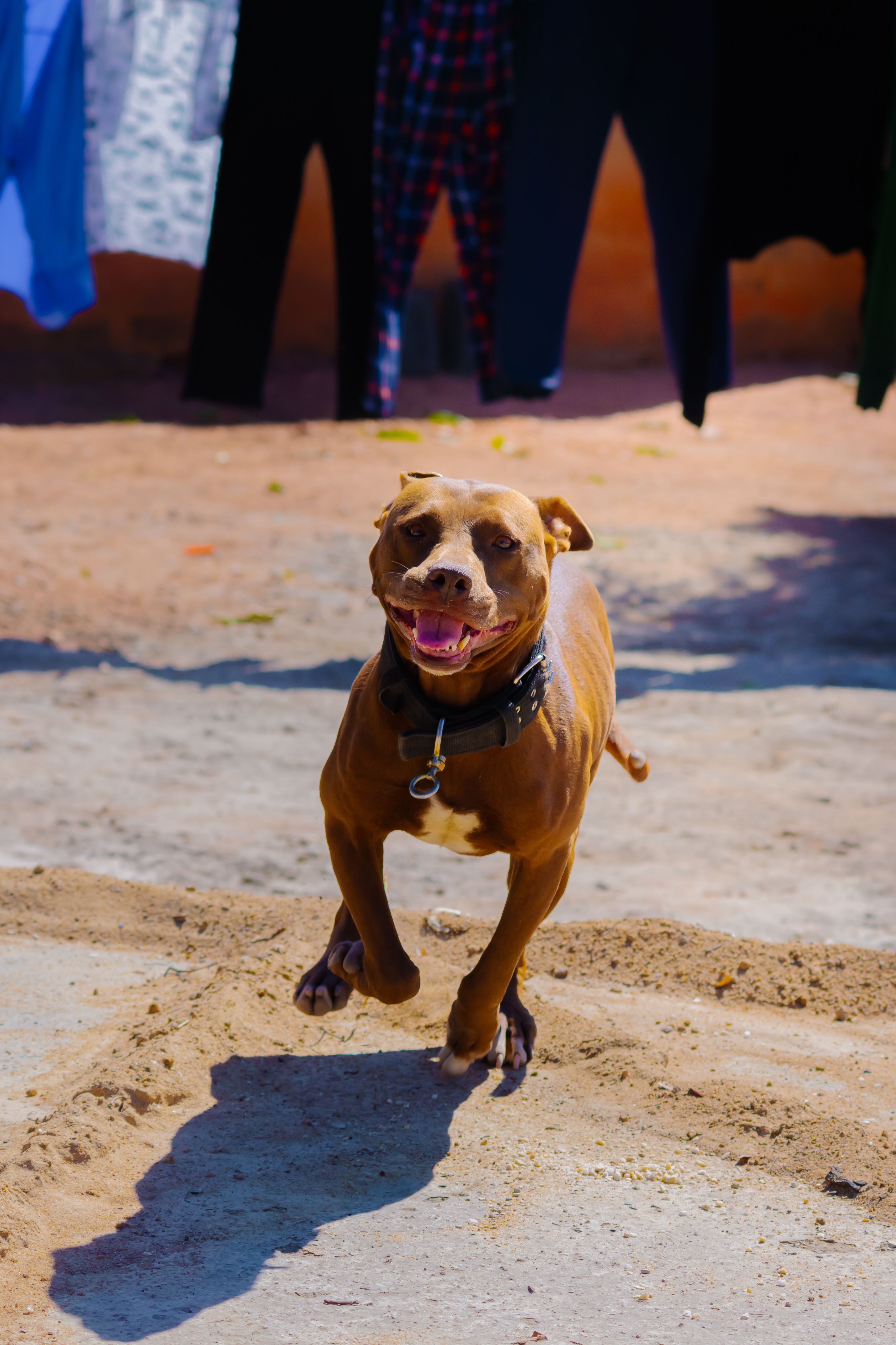 Playful Brown Pit Bull Running Outdoors · Free Stock Photo