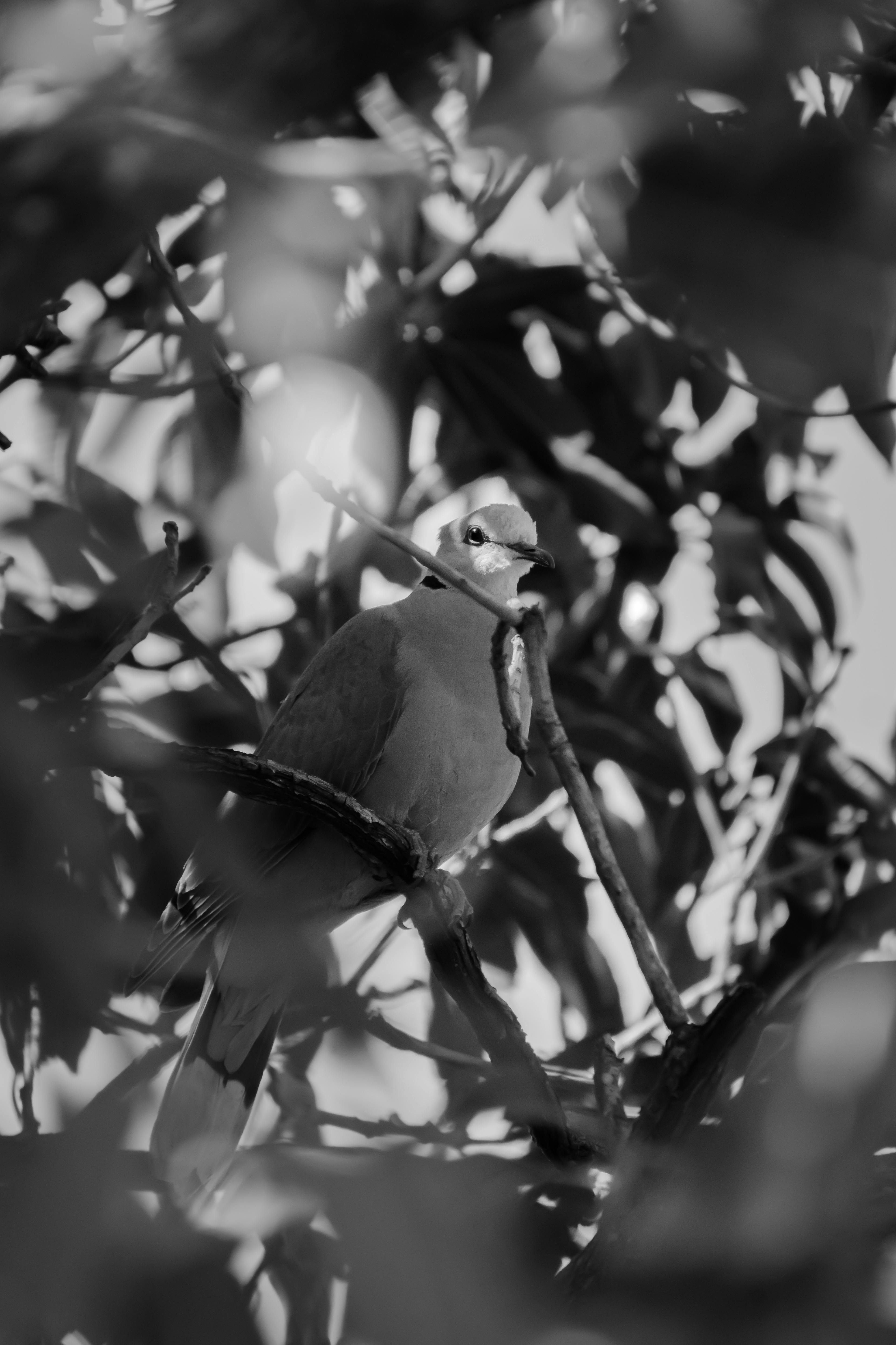 Pahadi Gaon Photo Photos, Download The BEST Free Pahadi Gaon Photo ...