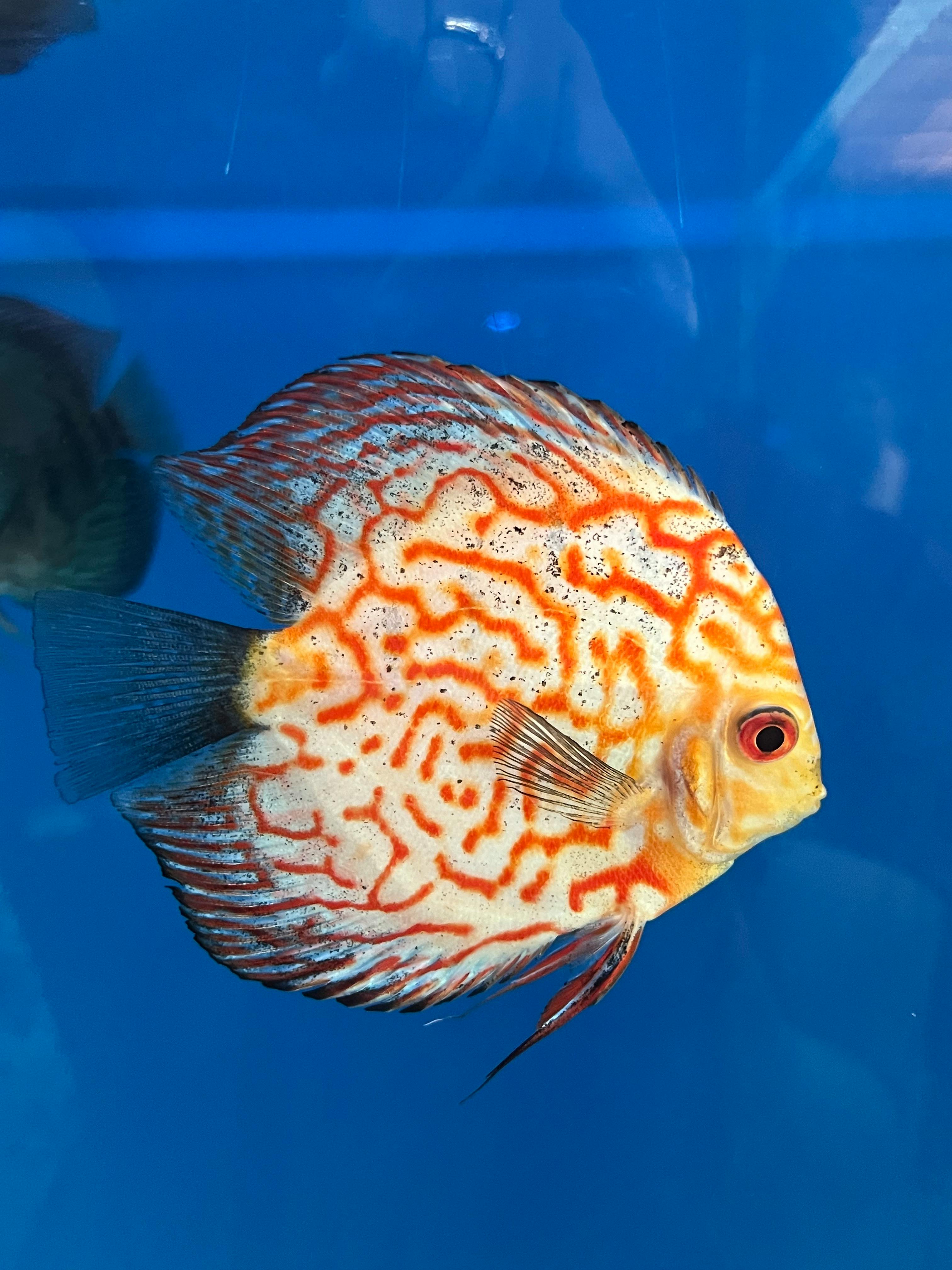 Fish Tank Background Photos, Download The BEST Free Fish Tank ...