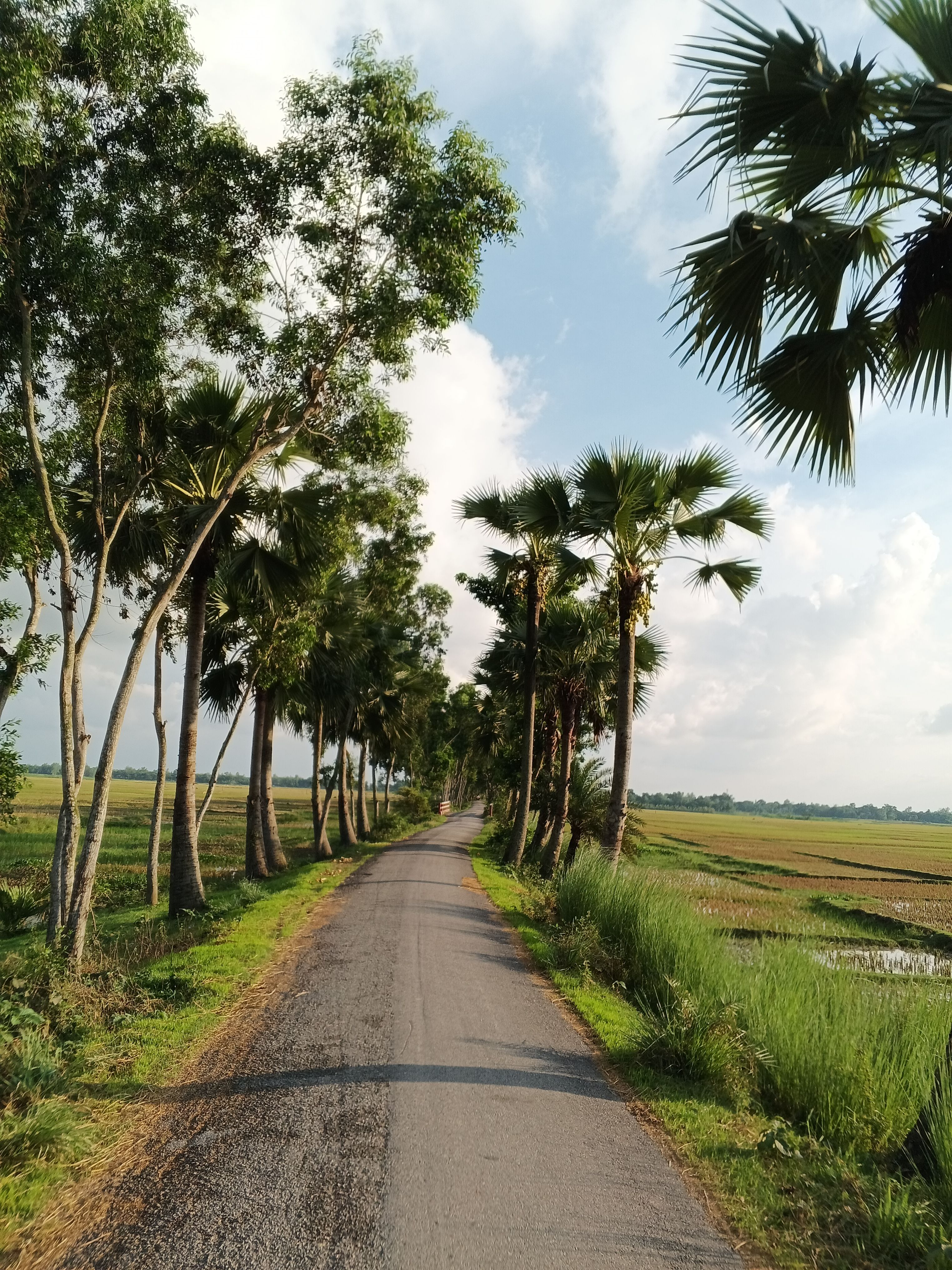 Scenic palm tree pathway in rural Bangladesh · Free Stock Photo