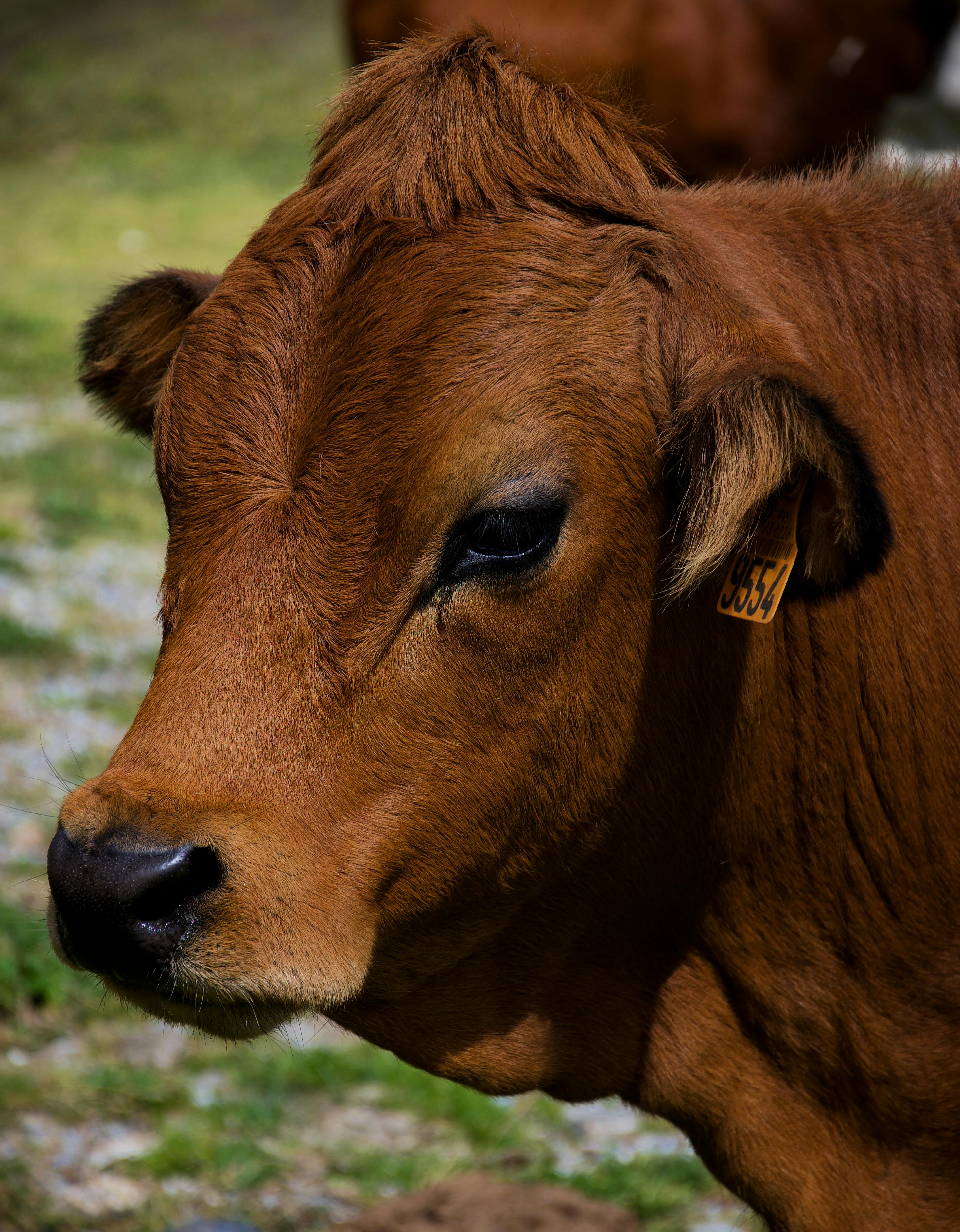 Cow Talking Moo Photos, Download The BEST Free Cow Talking Moo Stock ...