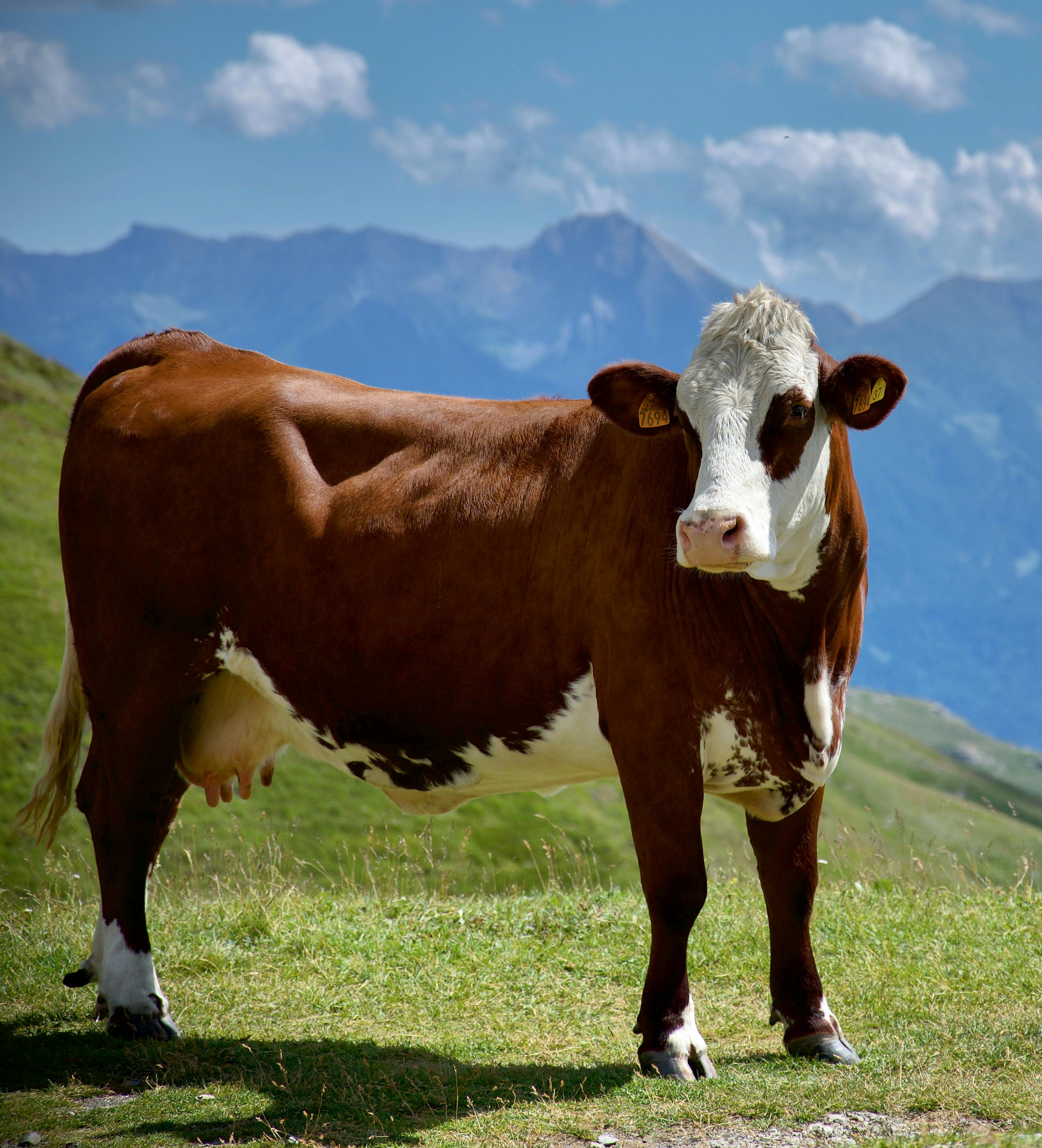 400.000+ melhores imagens de Fotos De Vaca · Download 100% grátis ...