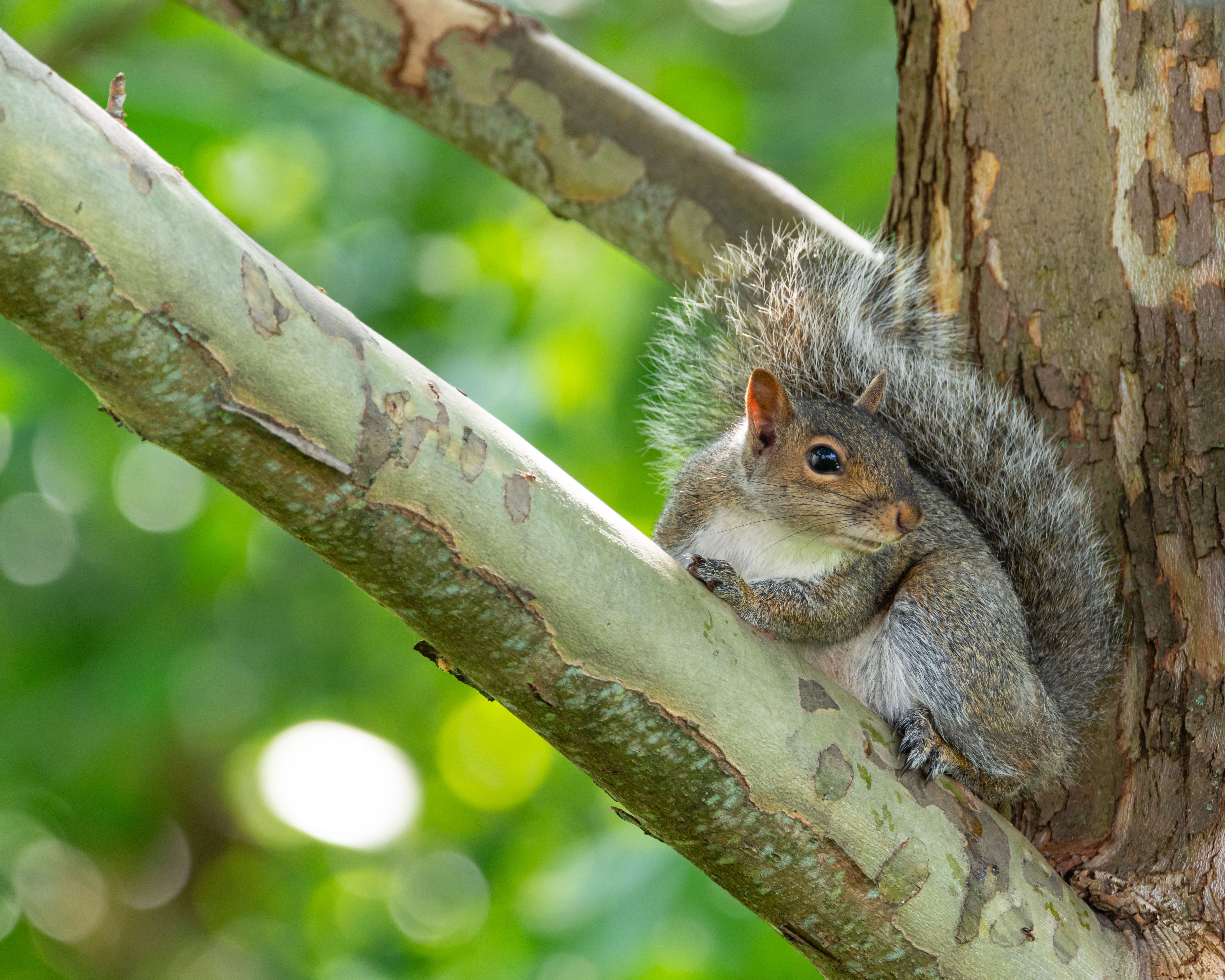 Grey Squirrel Resting on Tree Branch in Pennsylvania · Free Stock Photo