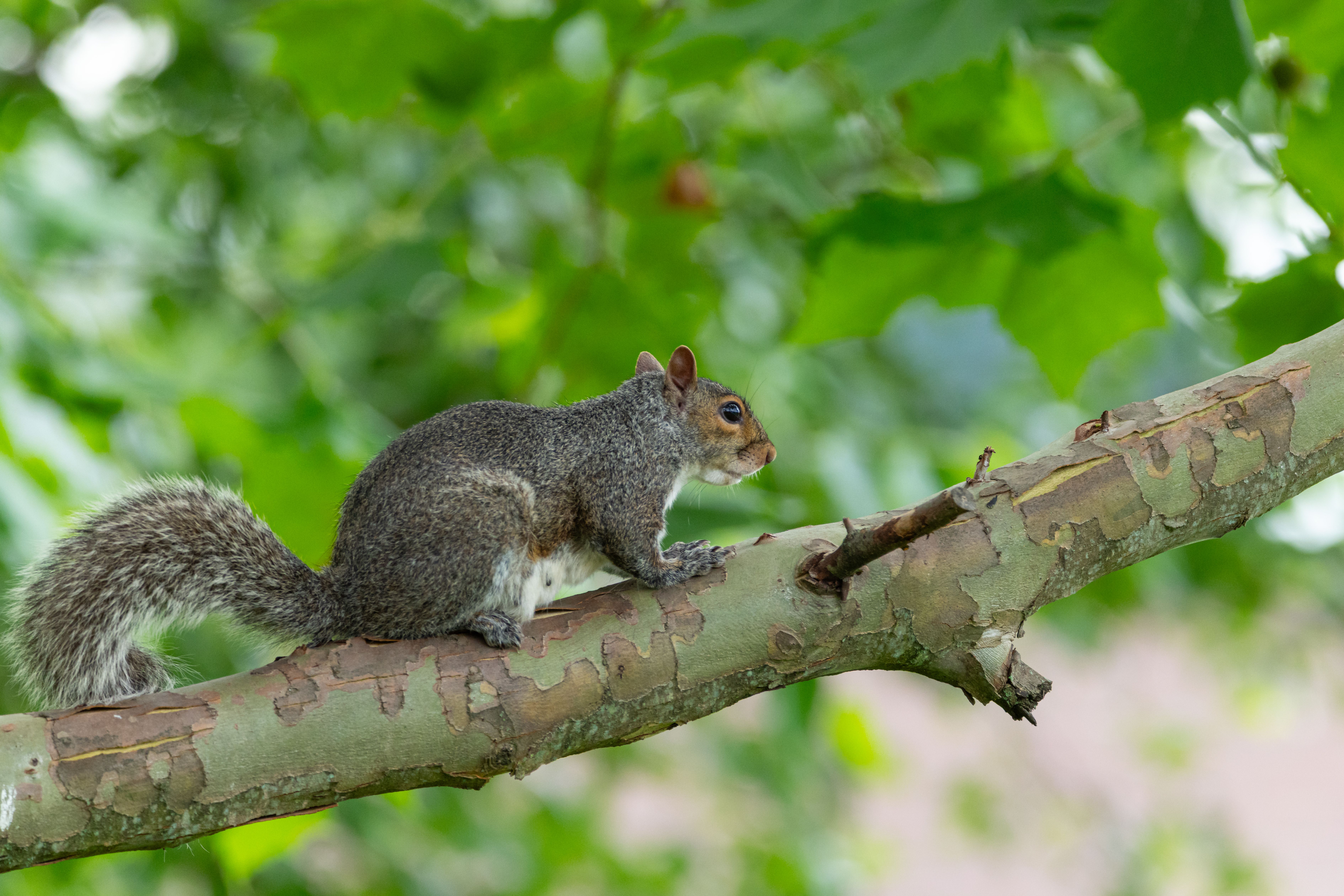 Grey Squirrel on Tree Branch in Summer Forest · Free Stock Photo