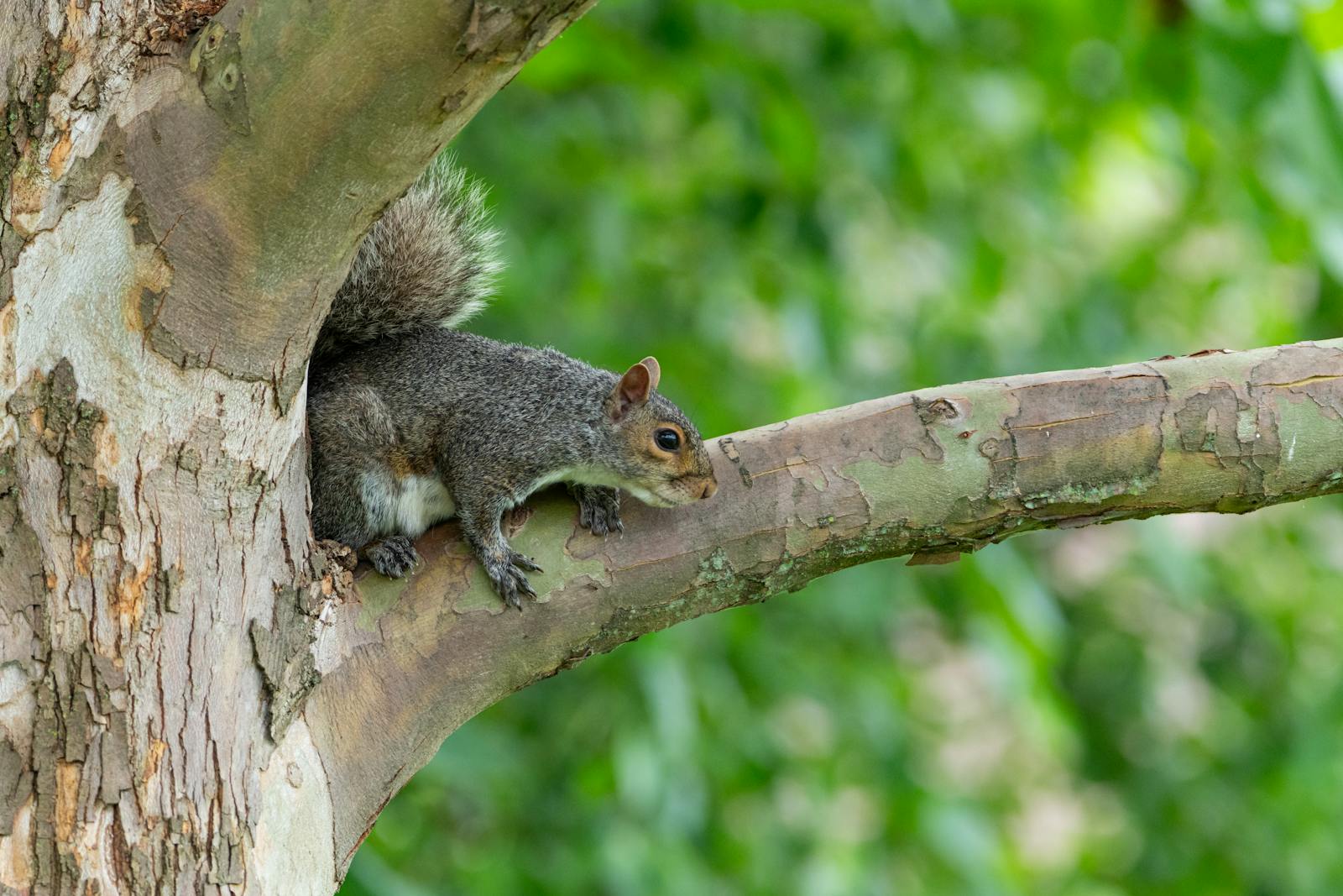 Squirrels Photos, Download The BEST Free Squirrels Stock Photos & HD Images