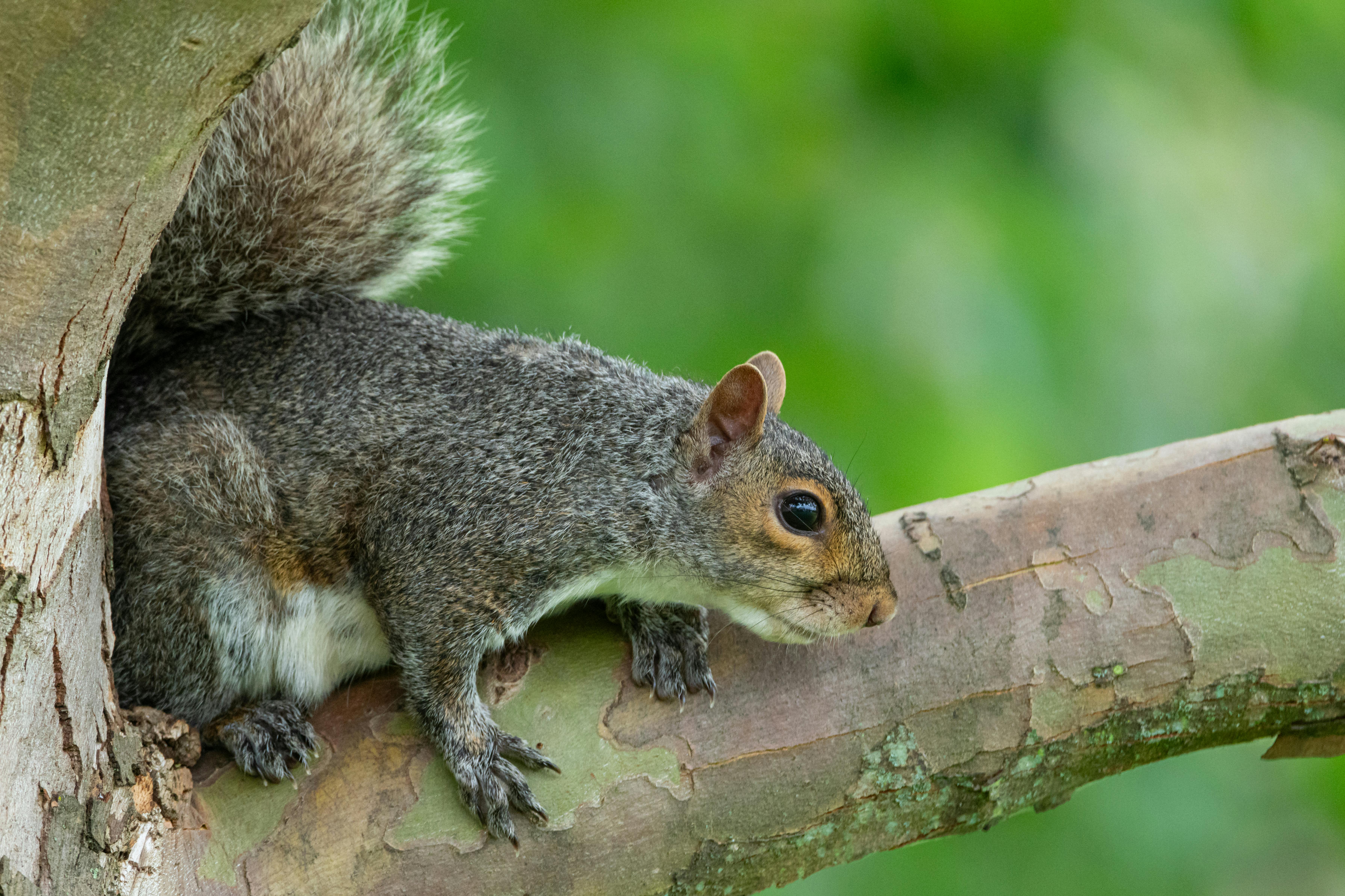Eastern Gray Squirrel on a Tree Branch · Free Stock Photo