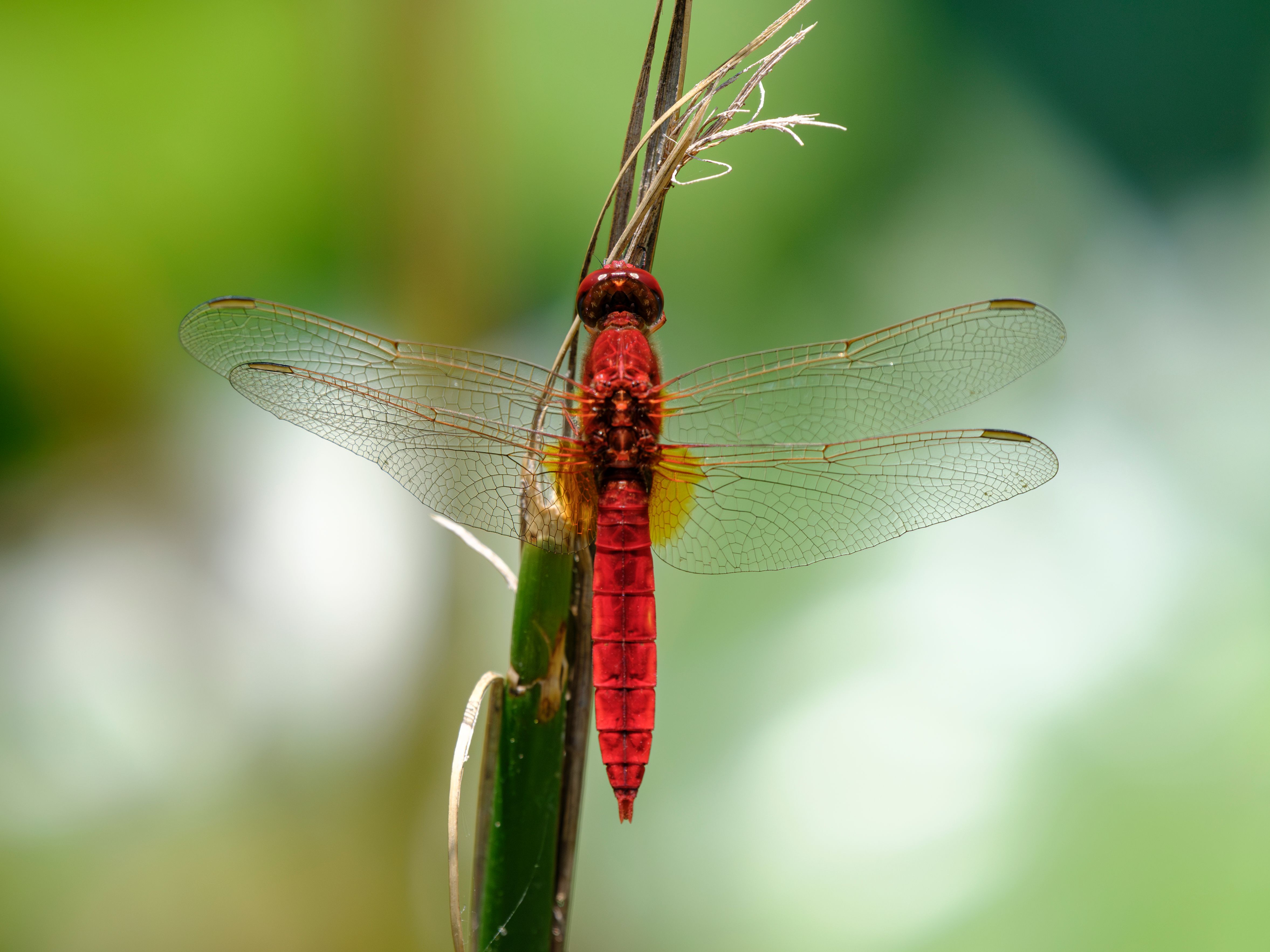 Close-up of a Red Dragonfly Resting on a Plant · Free Stock Photo
