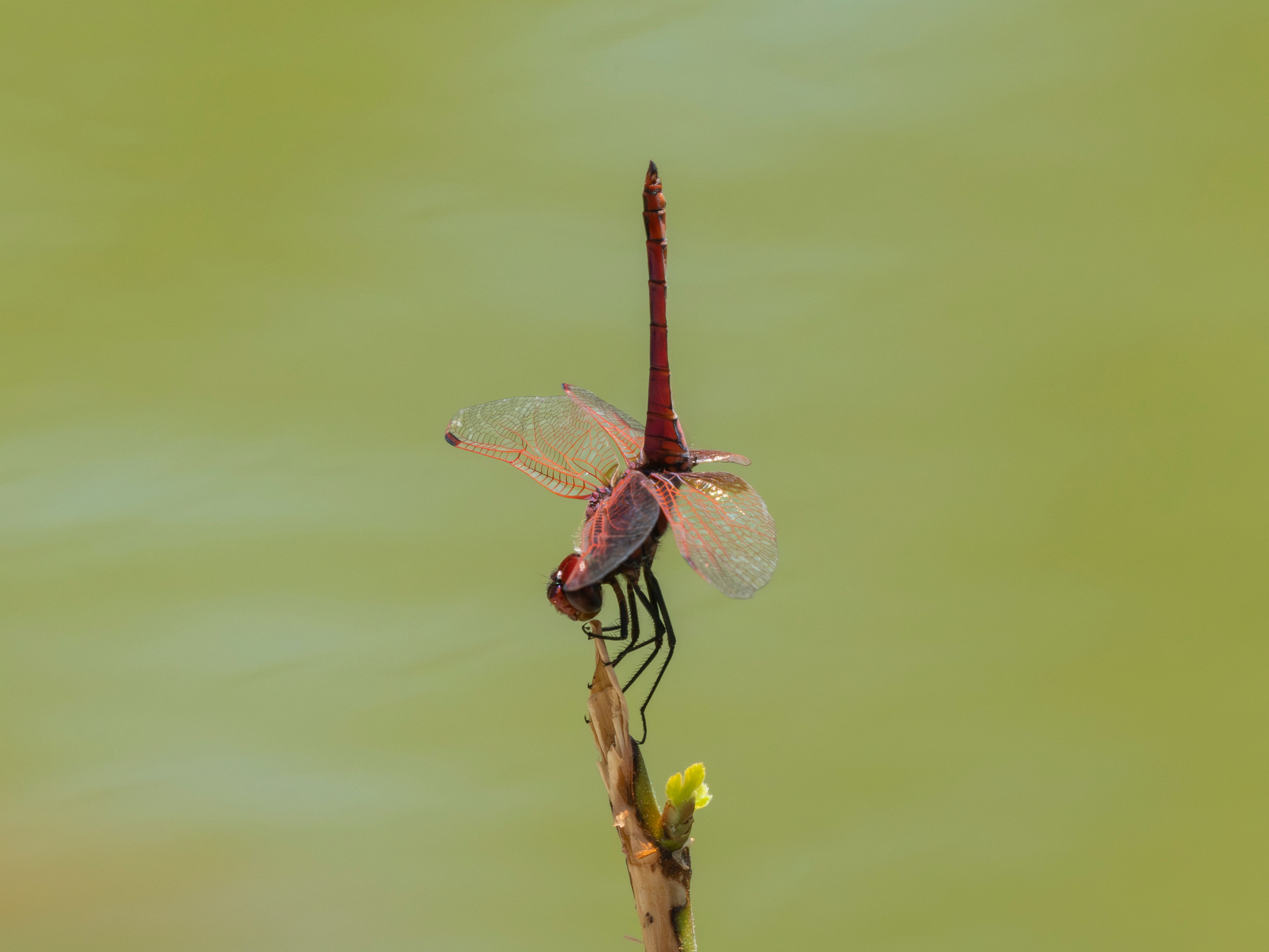 Water Insects Photos, Download The BEST Free Water Insects Stock Photos ...