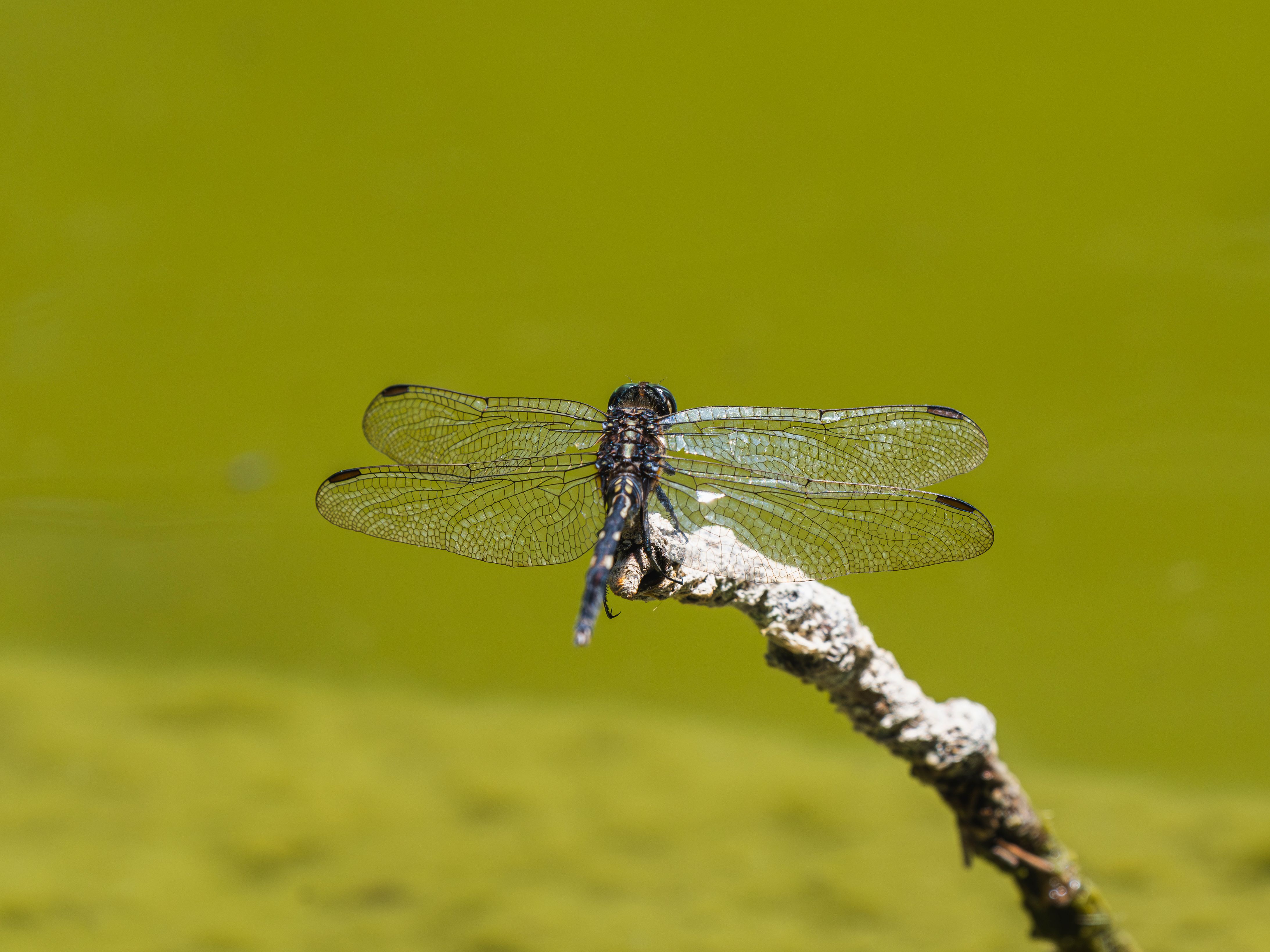 Dragon With Wings Photos, Download The BEST Free Dragon With Wings ...
