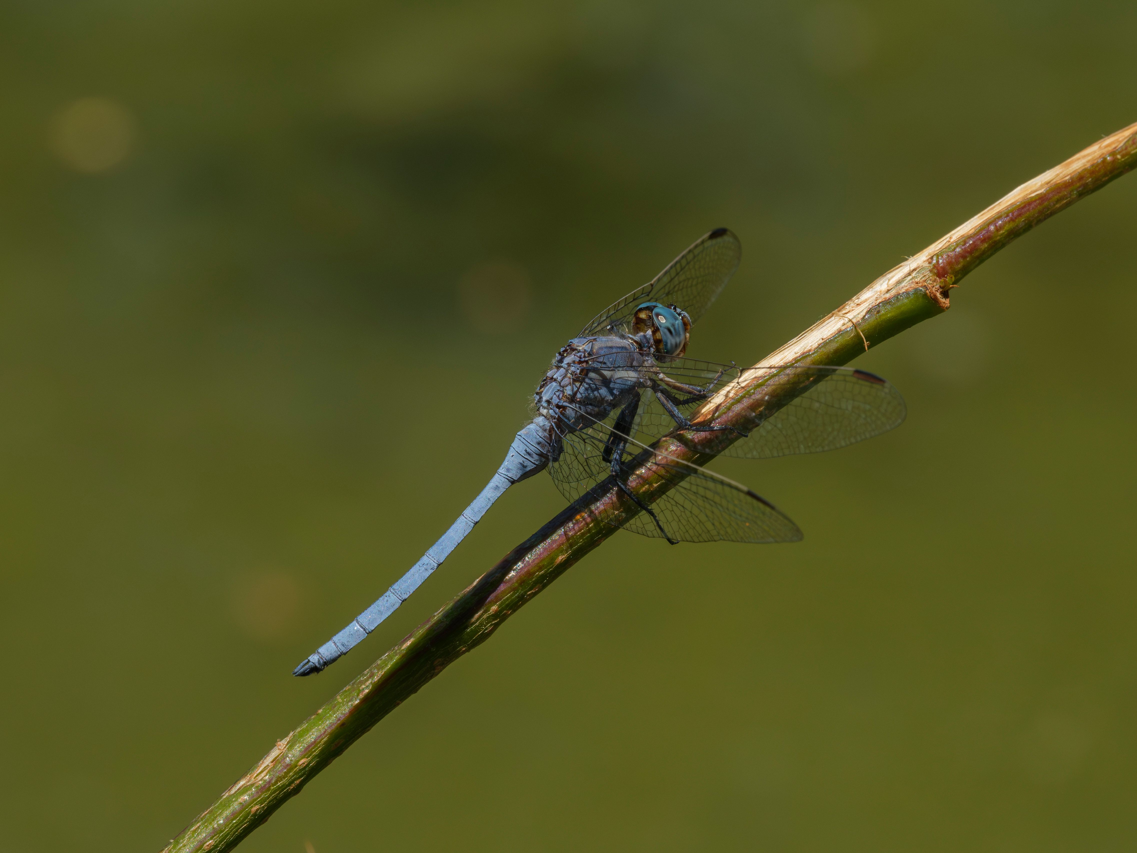 Dragon Flying Photos, Download The BEST Free Dragon Flying Stock Photos ...