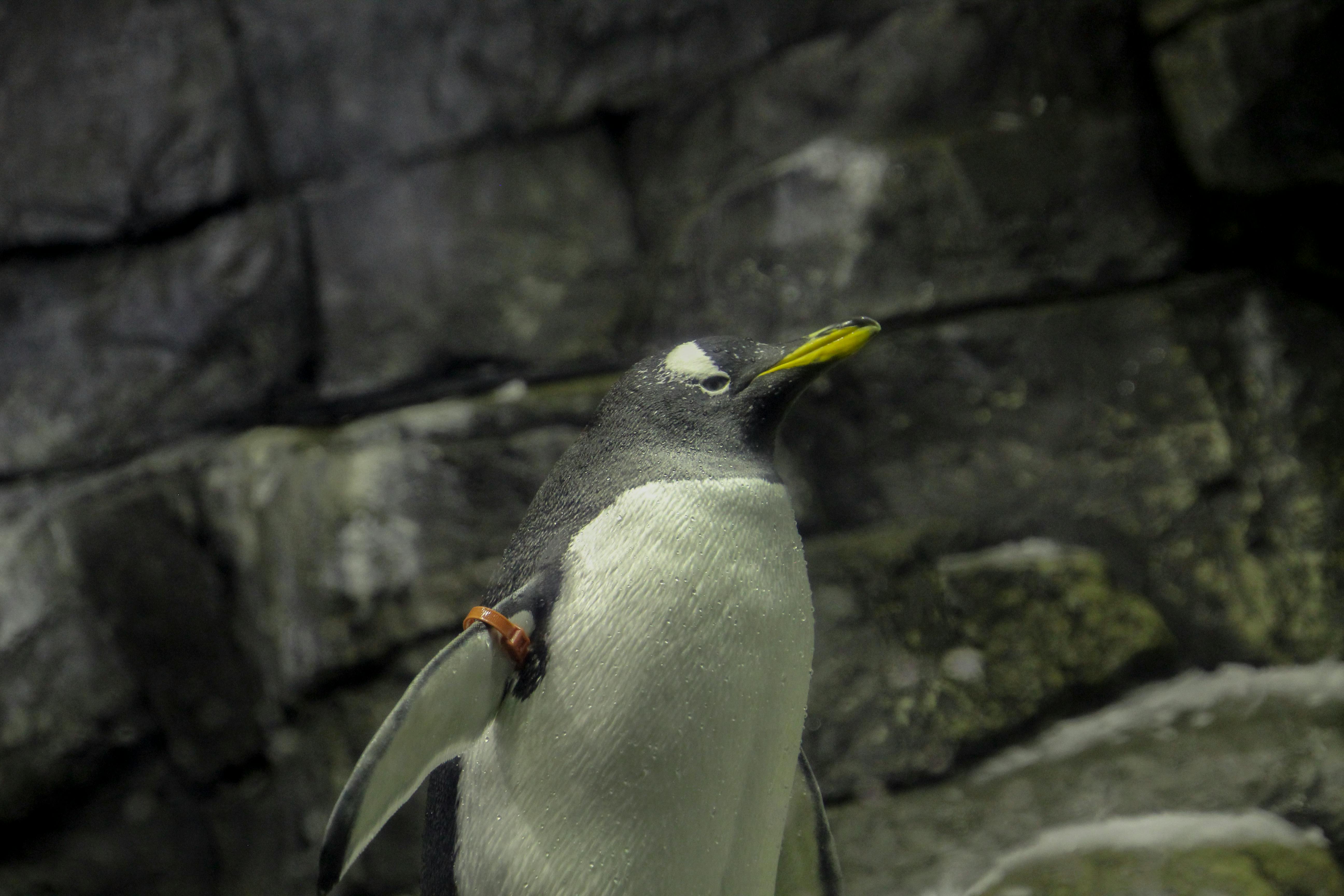 Penguin Leader Photos, Download The BEST Free Penguin Leader Stock ...