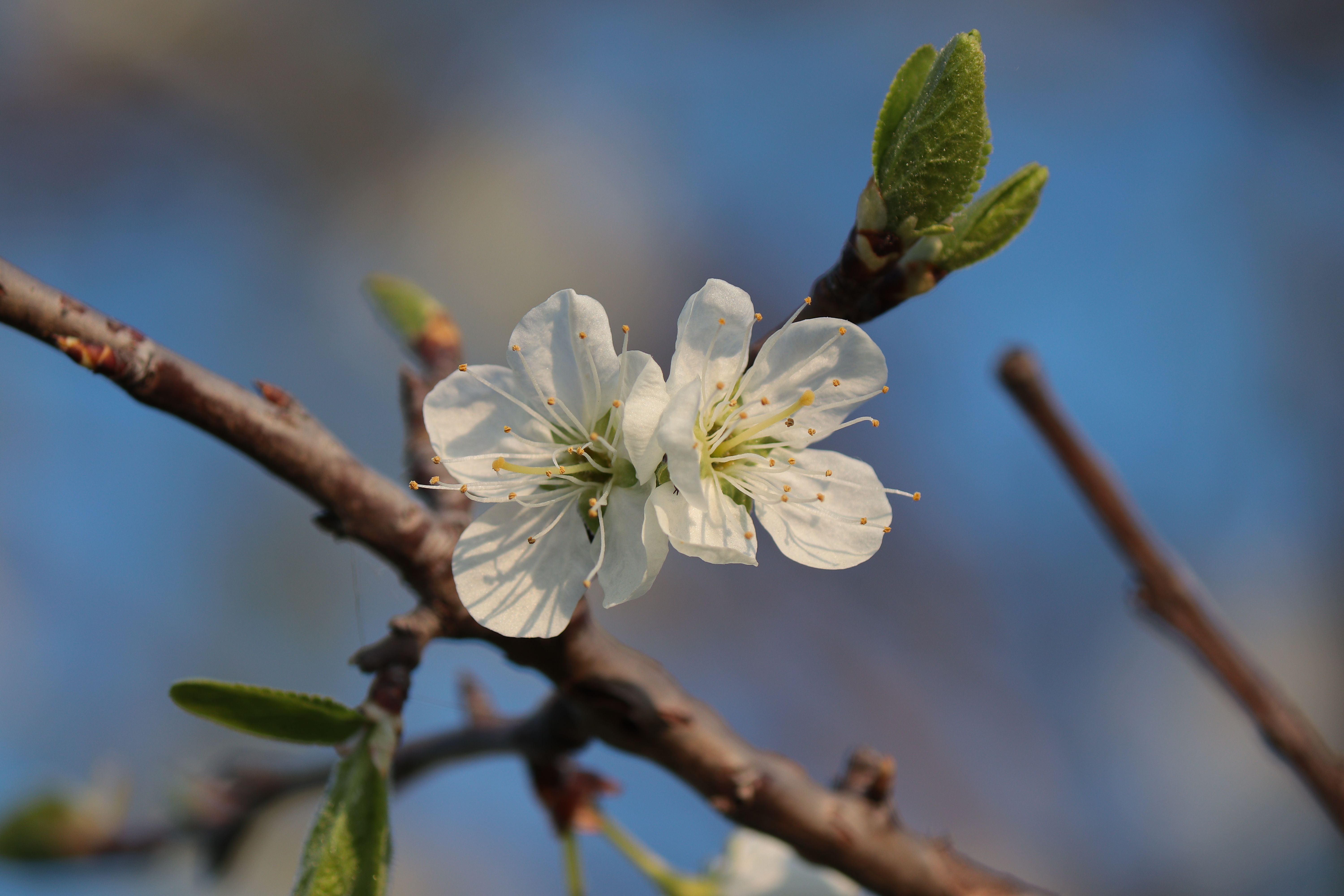 Spring Season Photos, Download The BEST Free Spring Season Stock Photos ...