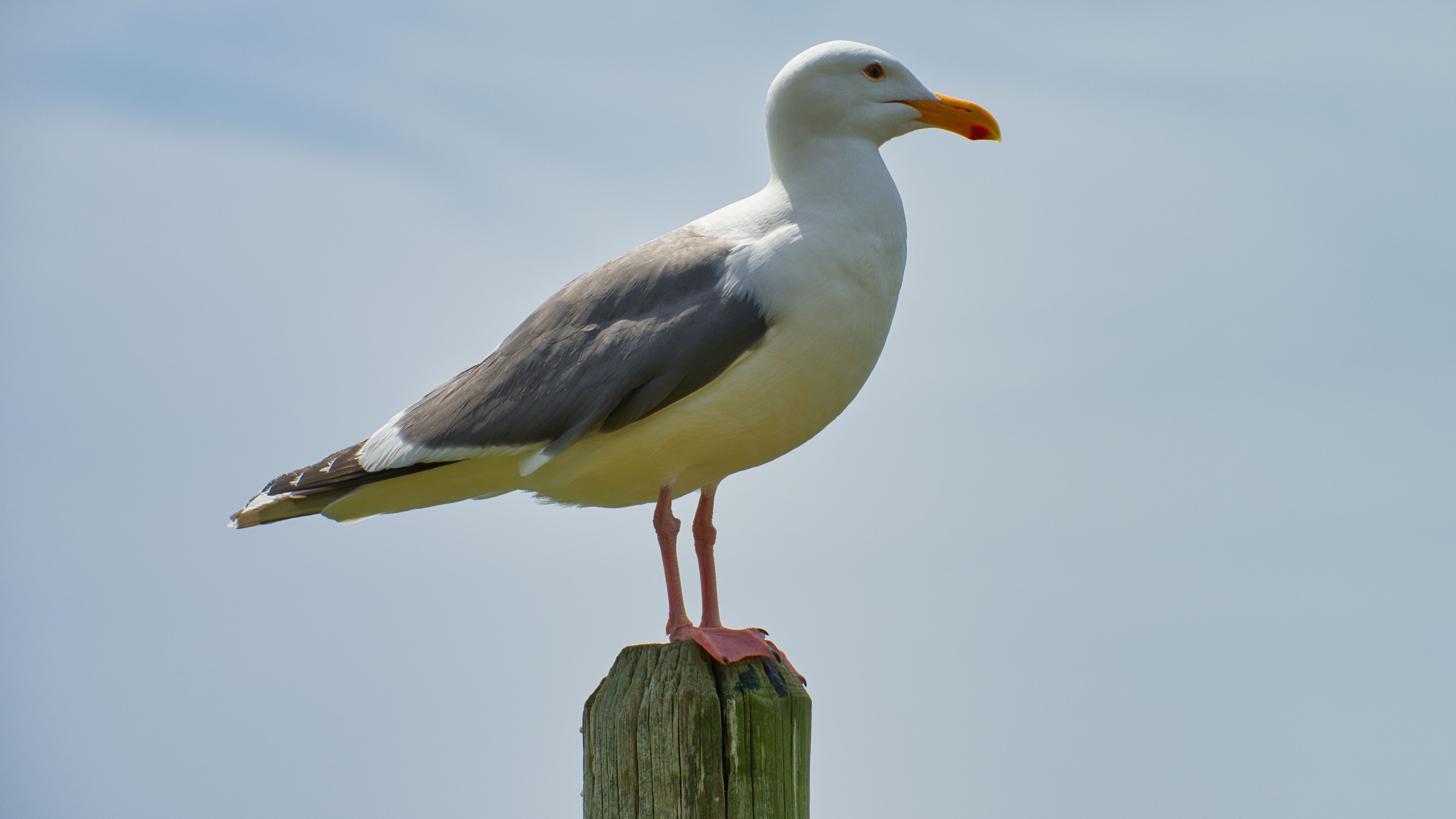 Photo of White Seagull Perched on Lamp Post · Free Stock Photo