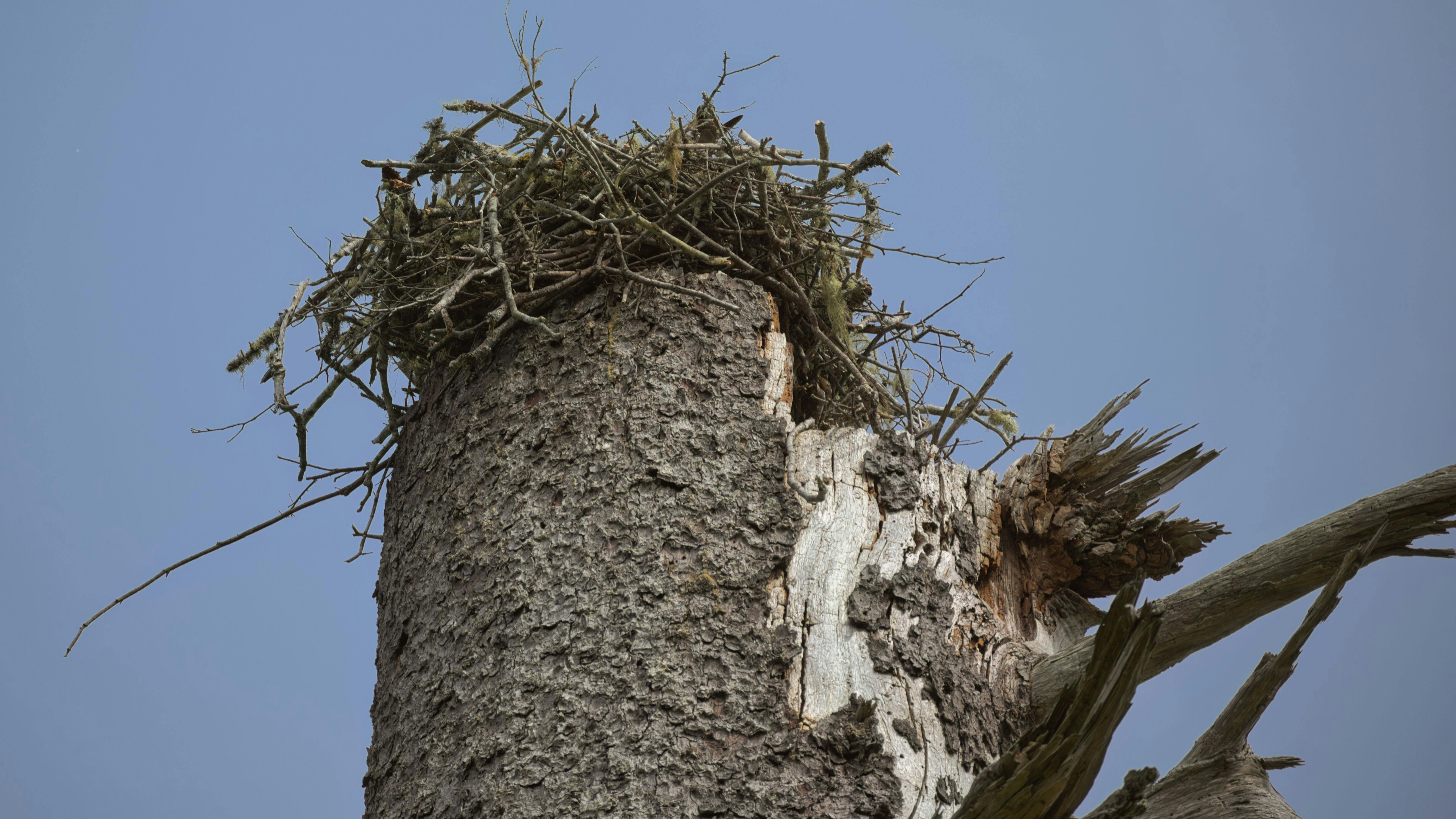 Empty Nest Photos, Download The BEST Free Empty Nest Stock Photos & HD ...