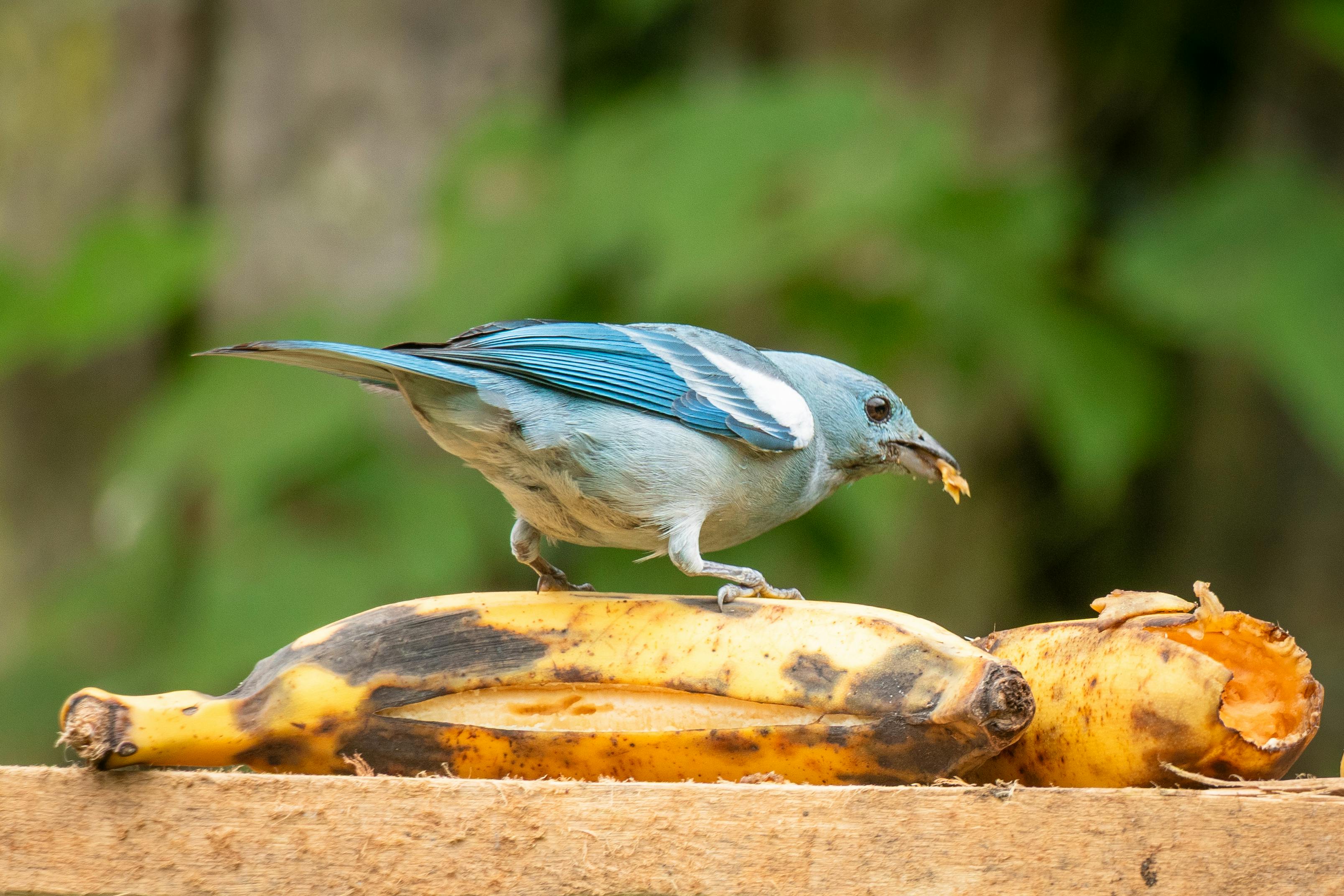 Blue Tanager Enjoying Overripe Banana Outdoors · Free Stock Photo