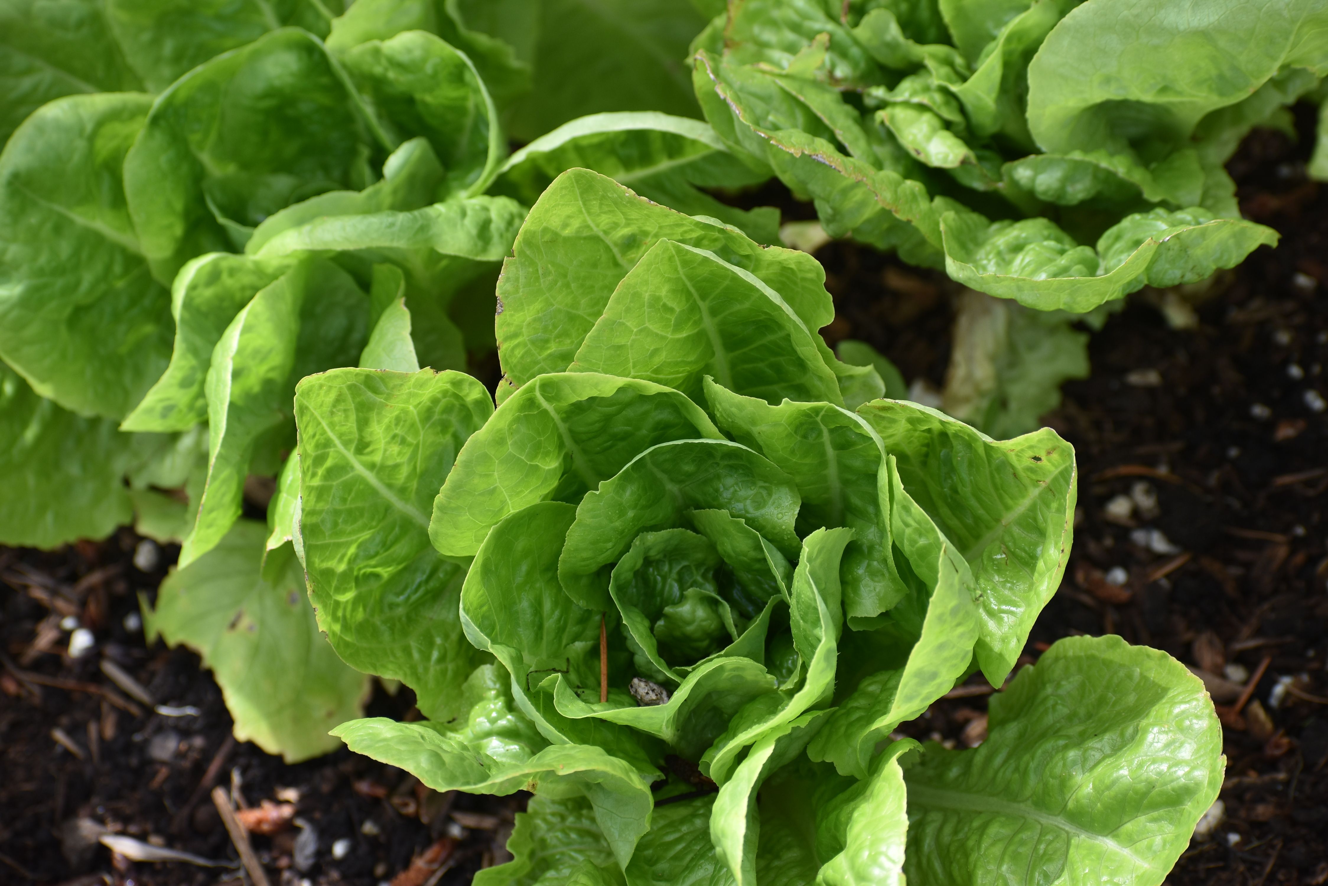 Foto de stock gratuita sobre @al aire libre, agricultura, agricultura ...