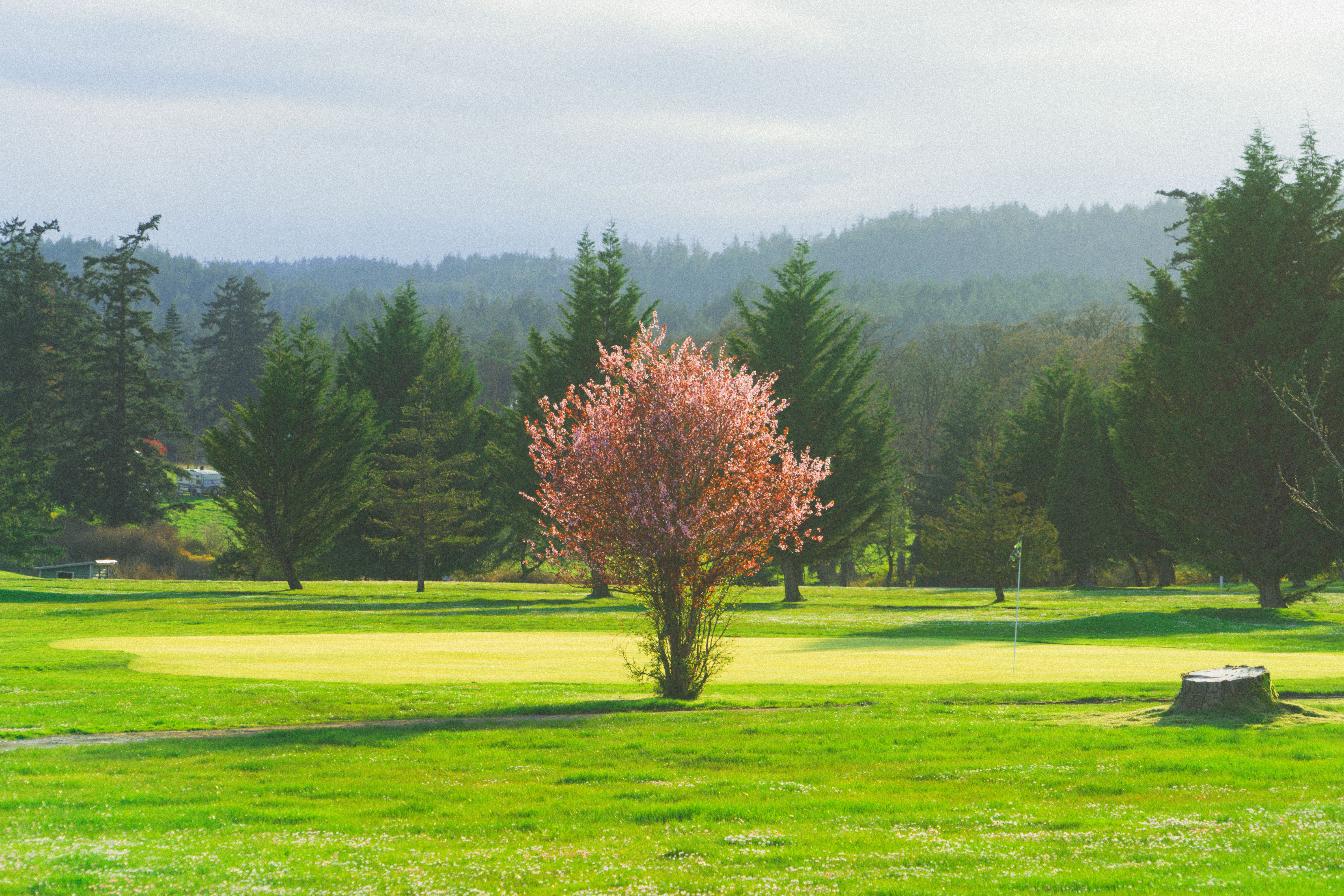 Blooming Tree on a Lush Green Golf Course · Free Stock Photo