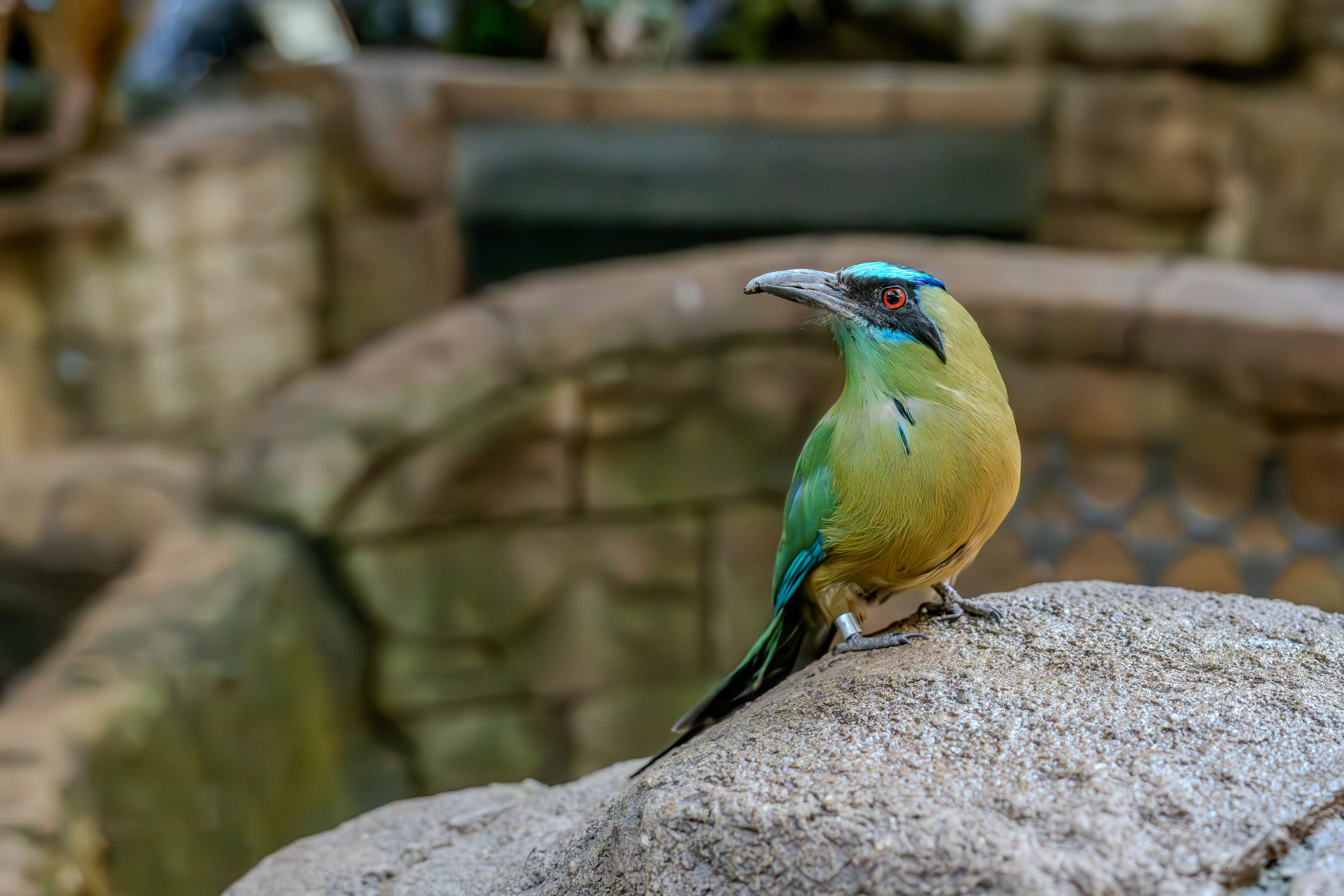 Vibrant Emerald Toucanet Perched on Rock · Free Stock Photo