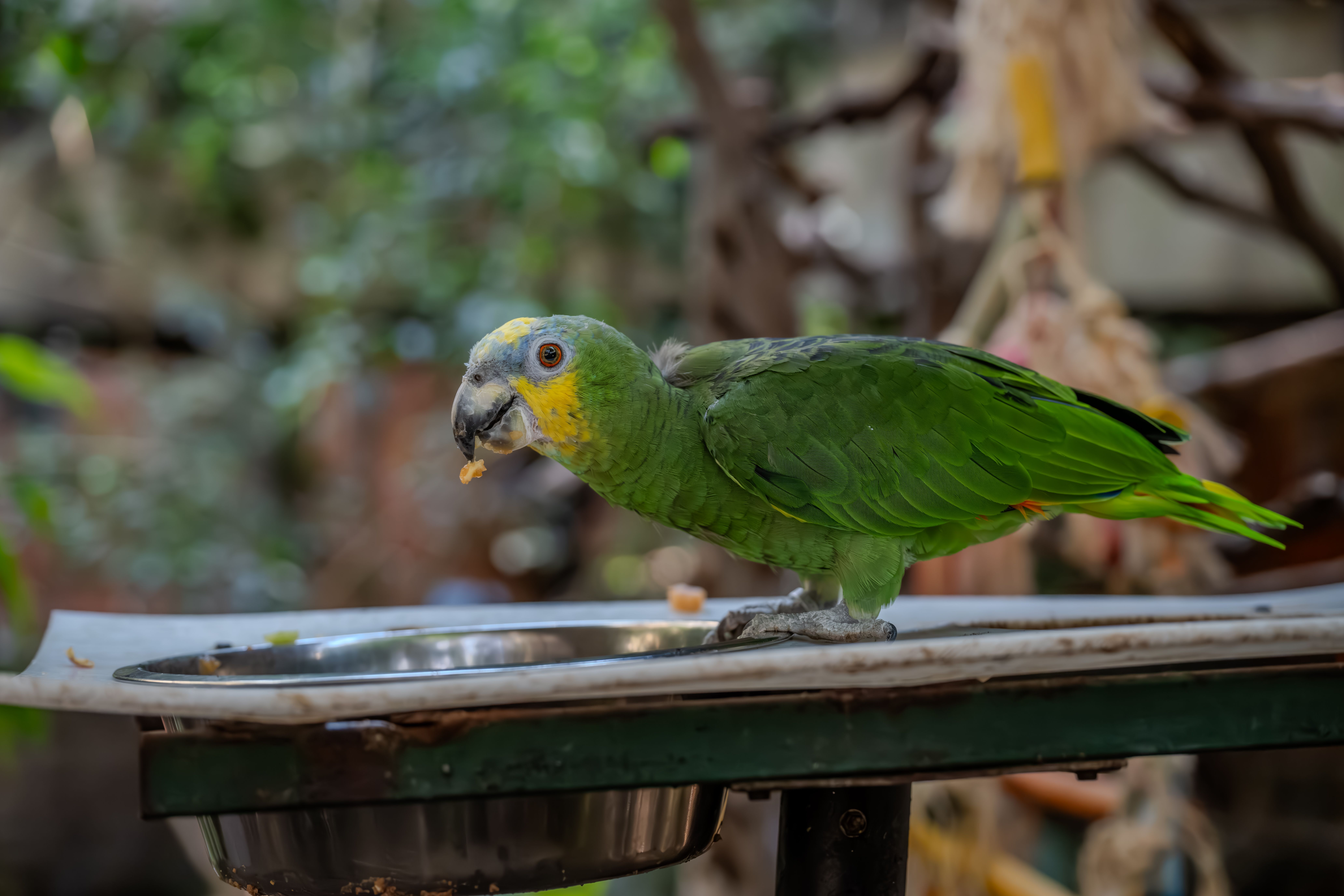 Loro Verde Alimentándose En Una Percha Al Aire Libre · Foto de stock ...