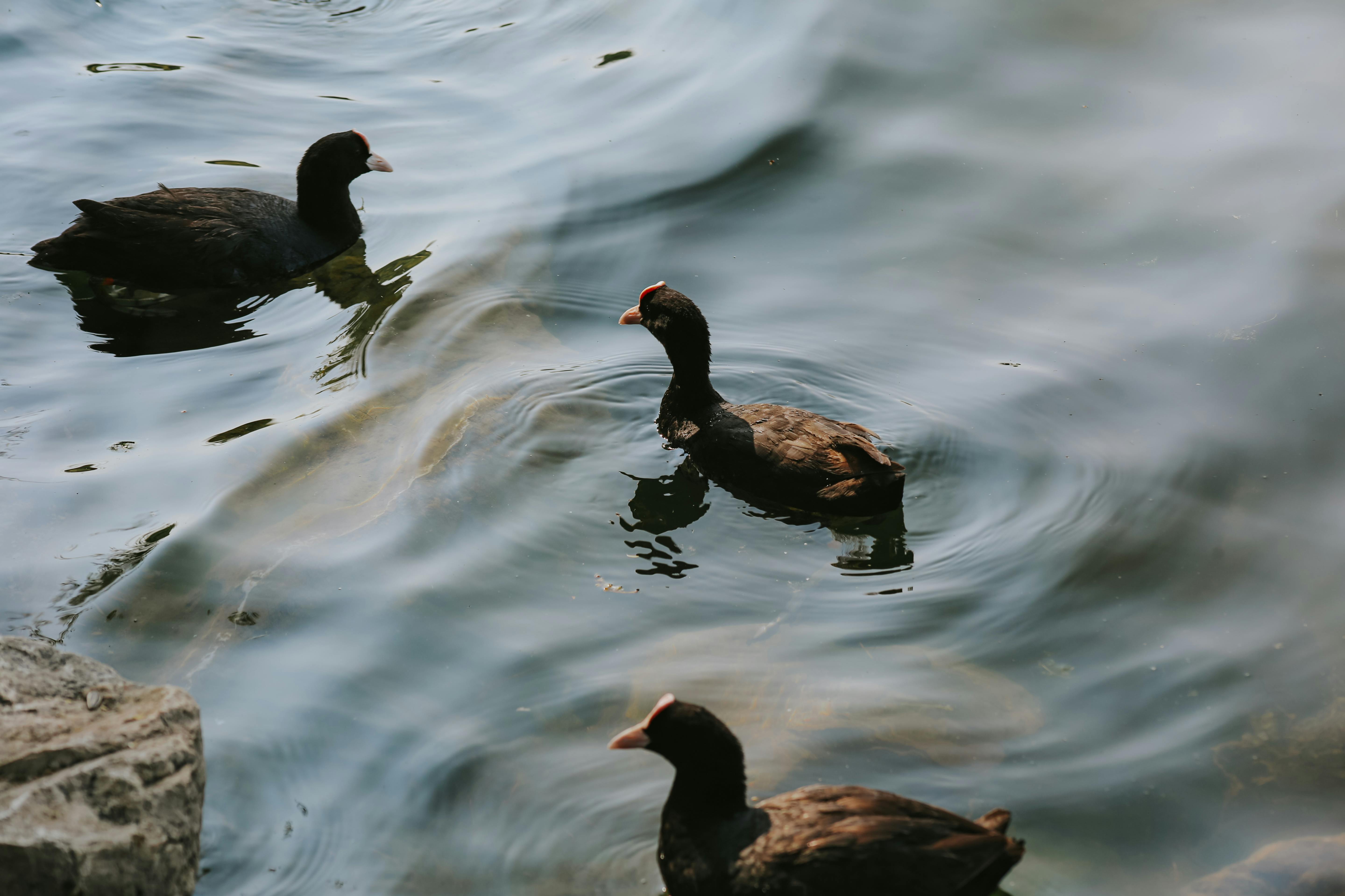 Duck+Pfp Photos, Download The BEST Free Duck+Pfp Stock Photos & HD Images