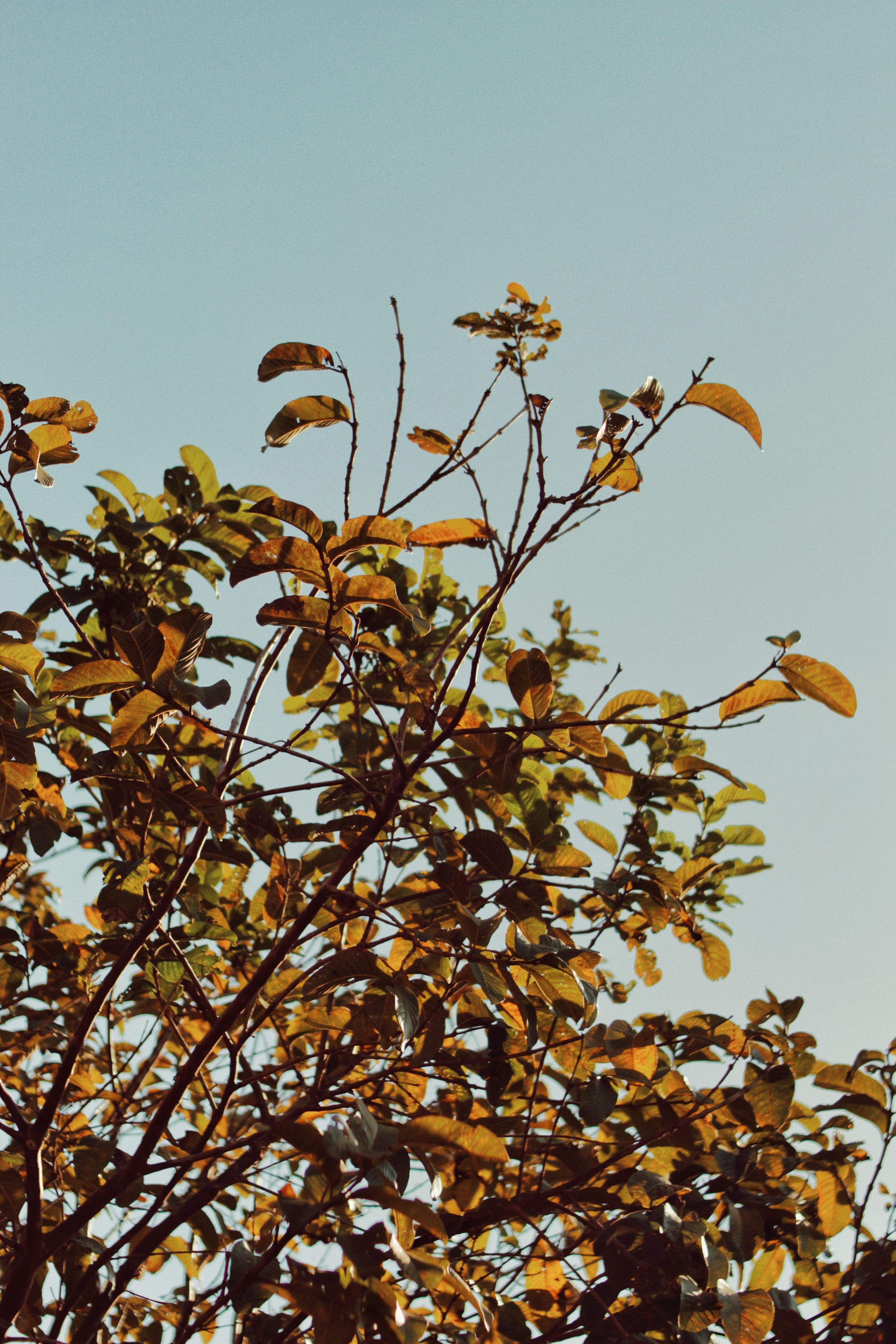 Leaf Background Landscape Photos, Download The BEST Free Leaf ...