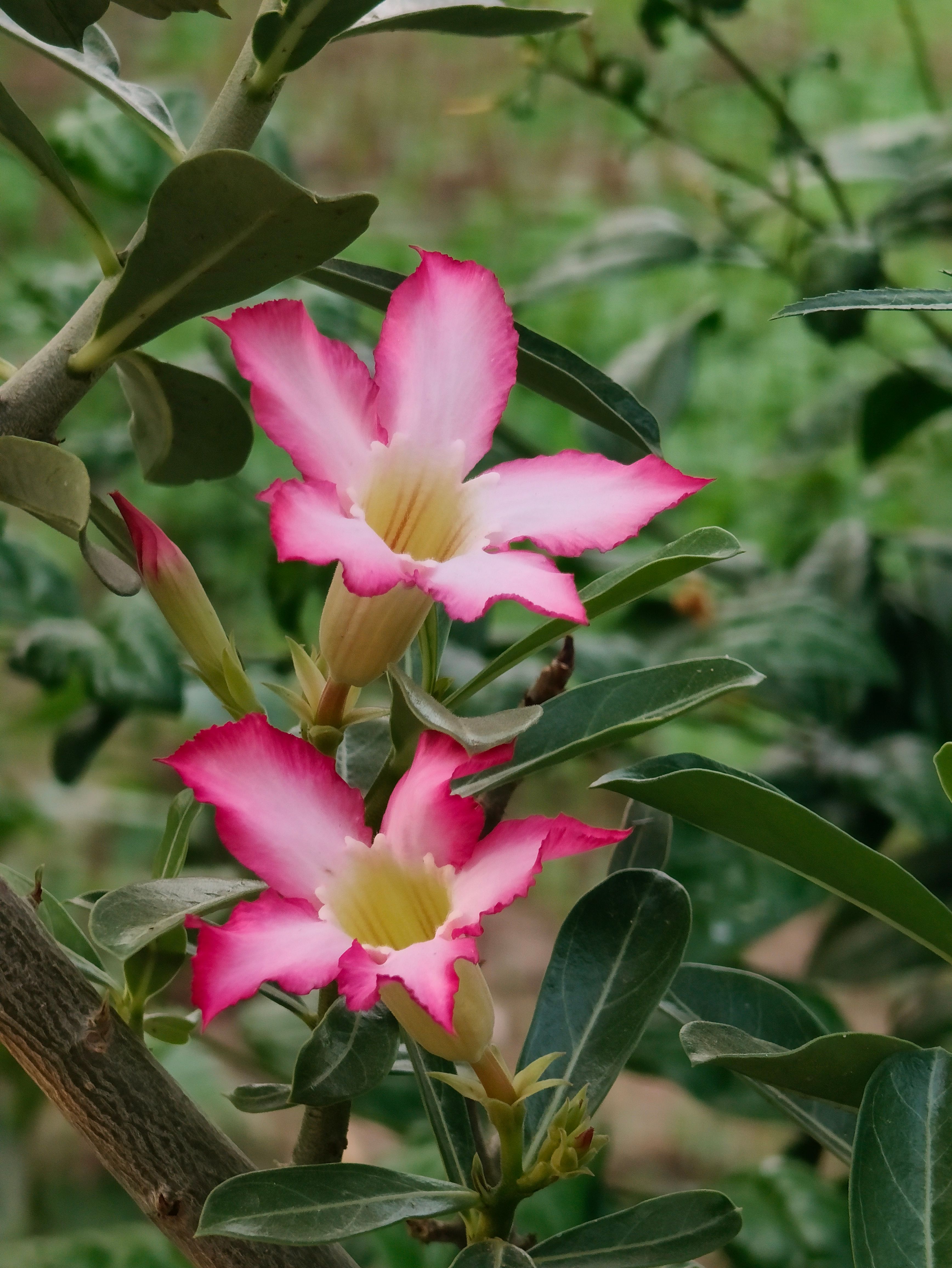 Beautiful Pink Adenium Flowers in Bloom · Free Stock Photo