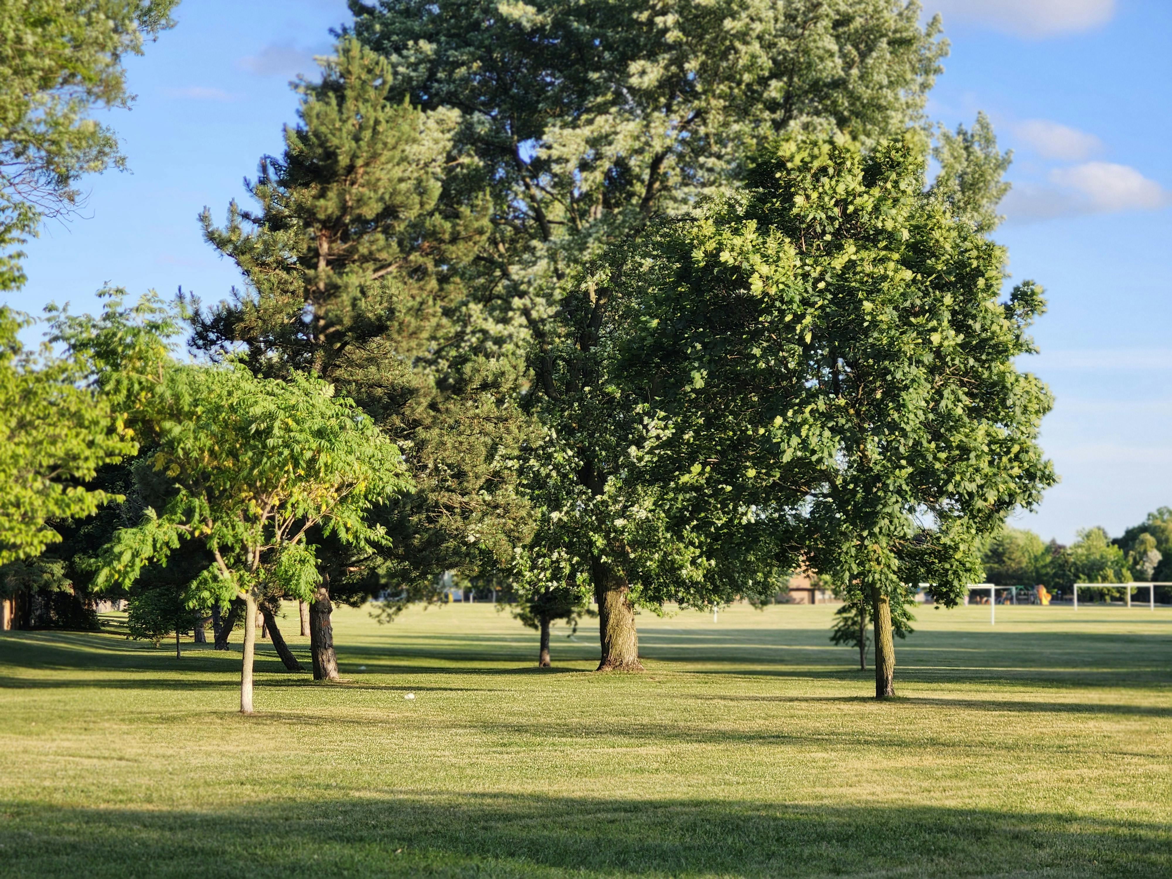 árboles Verdes Y Exuberantes En Un Parque Soleado De Toronto · Foto de ...