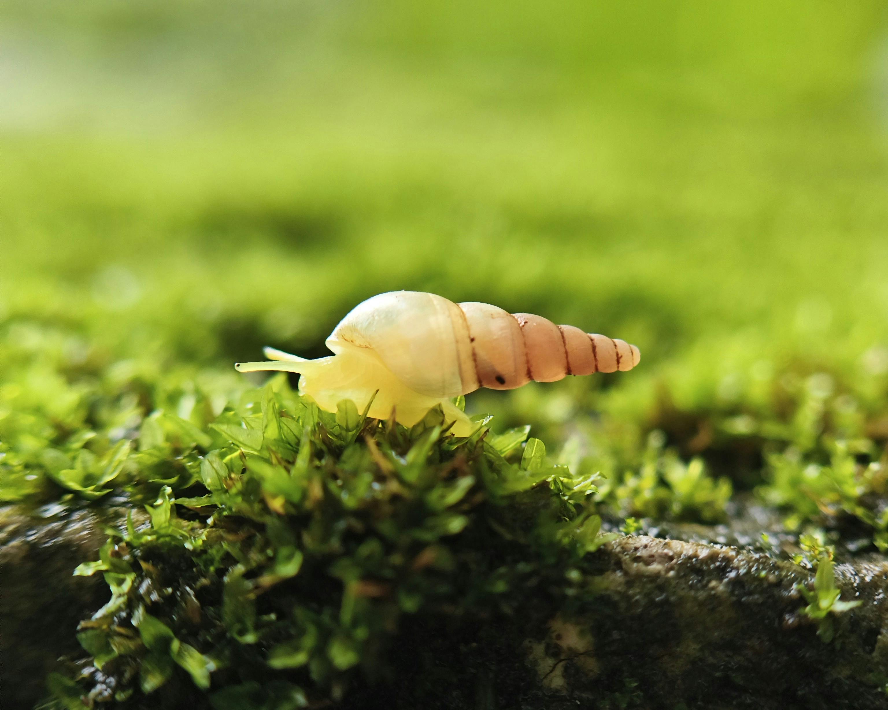 Snail Shell Drawing Photos, Download The BEST Free Snail Shell Drawing ...