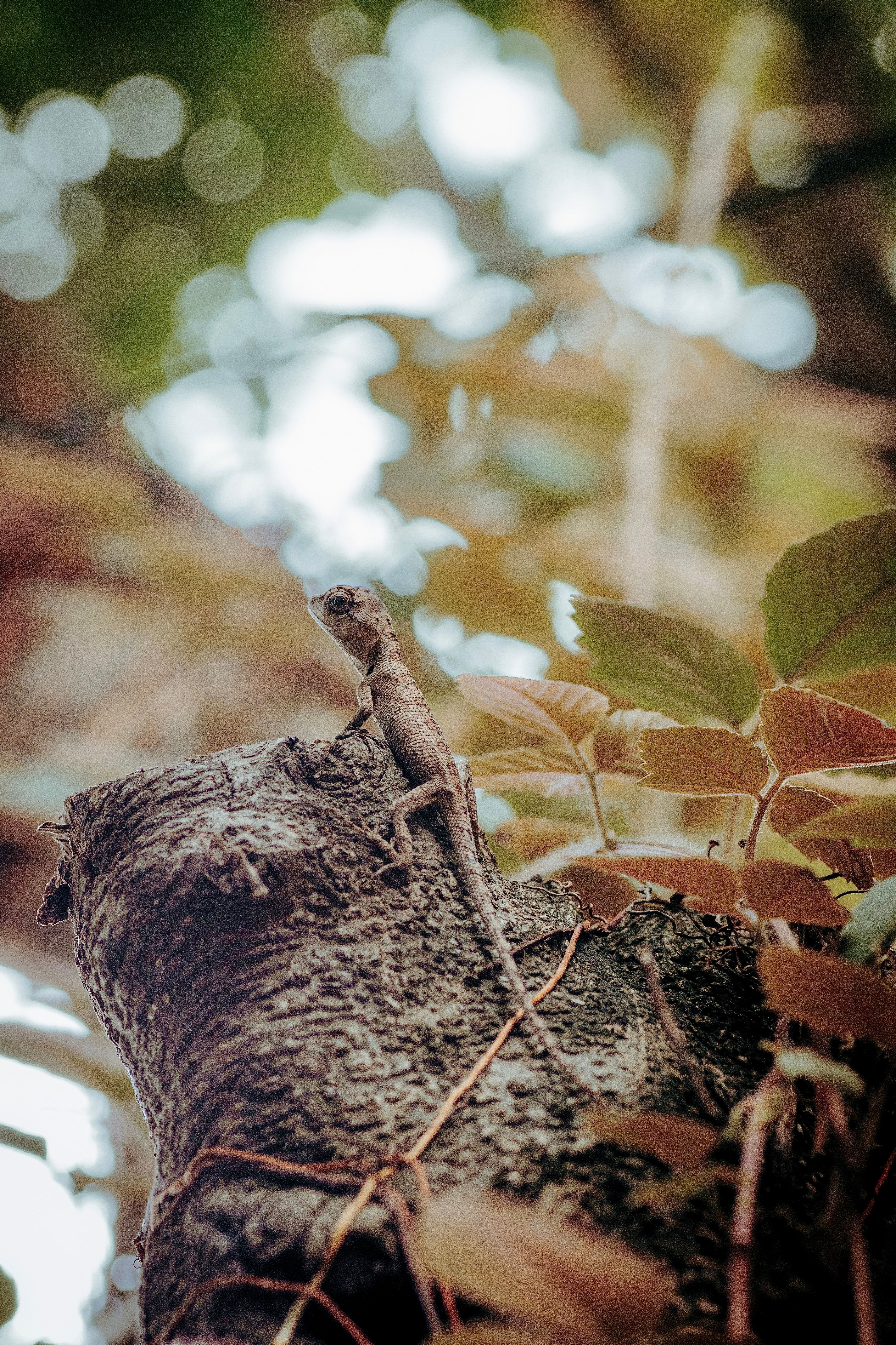 Flora Observation Photos, Download The BEST Free Flora Observation ...