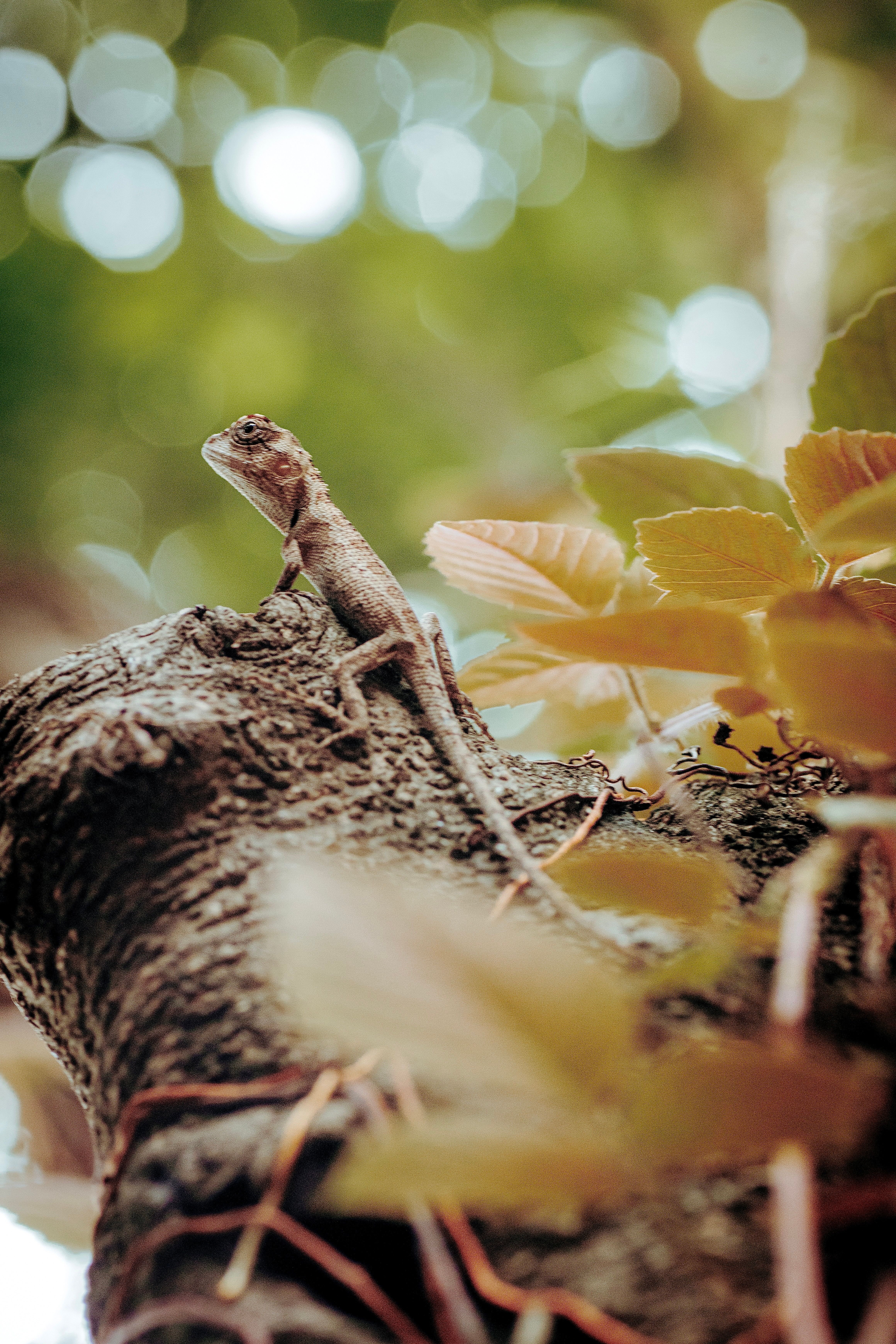 Wild Animal Life Photos, Download The BEST Free Wild Animal Life Stock ...