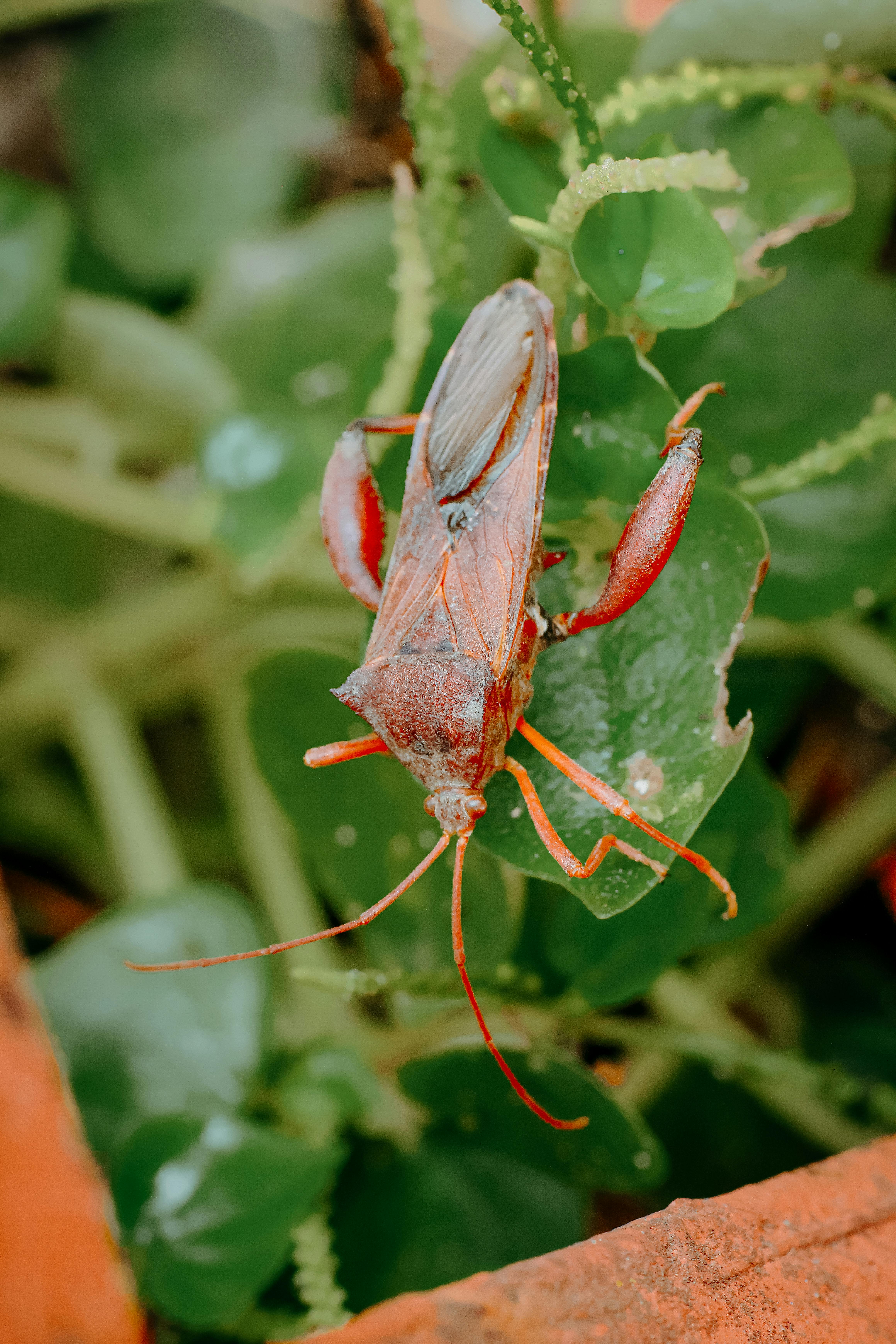 Close-up of a Red Shield Bug on Green Leaf · Free Stock Photo