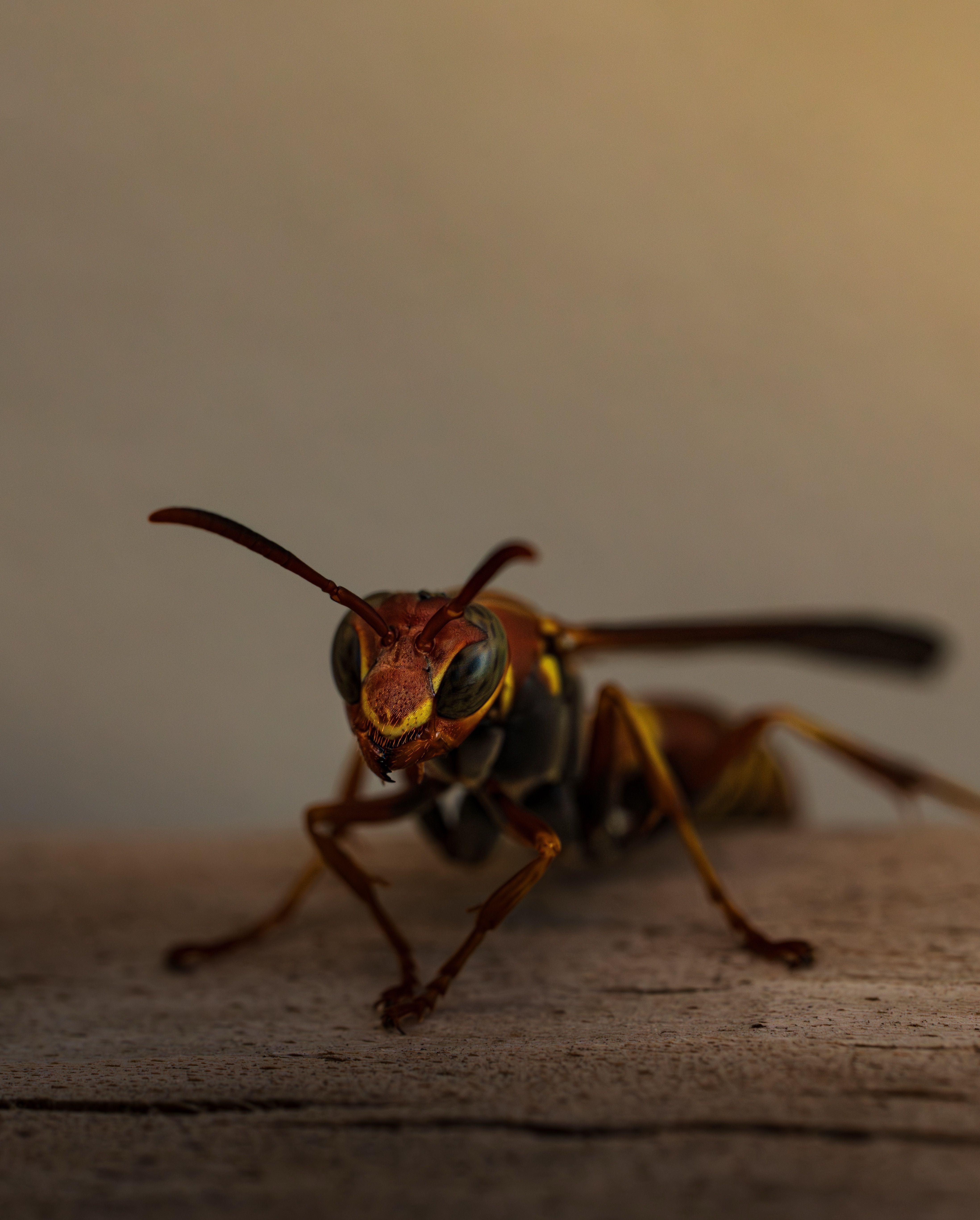 Close-Up of a Wasp on Wooden Surface at Dusk · Free Stock Photo