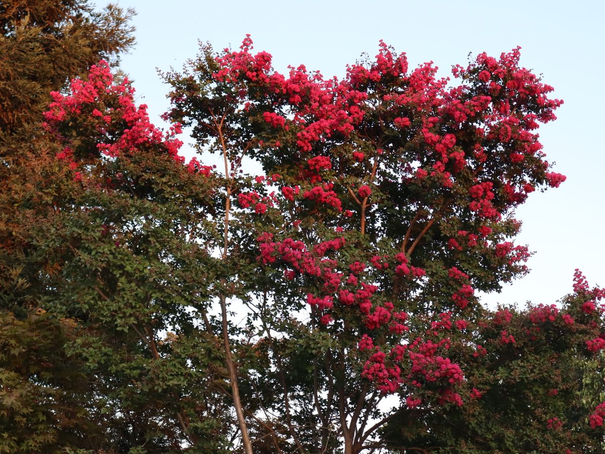 Myrtle Tree Photos, Download The BEST Free Myrtle Tree Stock Photos ...