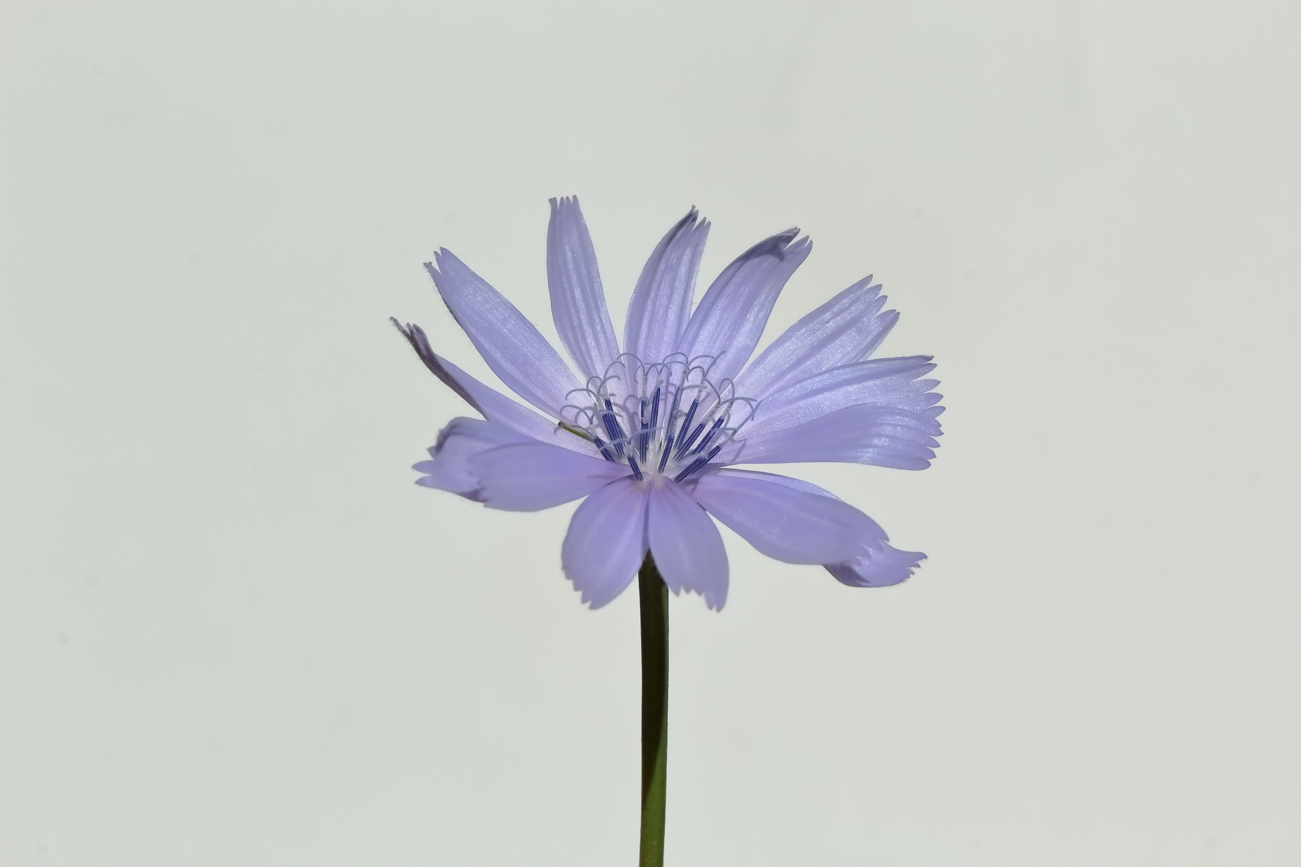 Single Flower Photos, Download The BEST Free Single Flower Stock Photos ...
