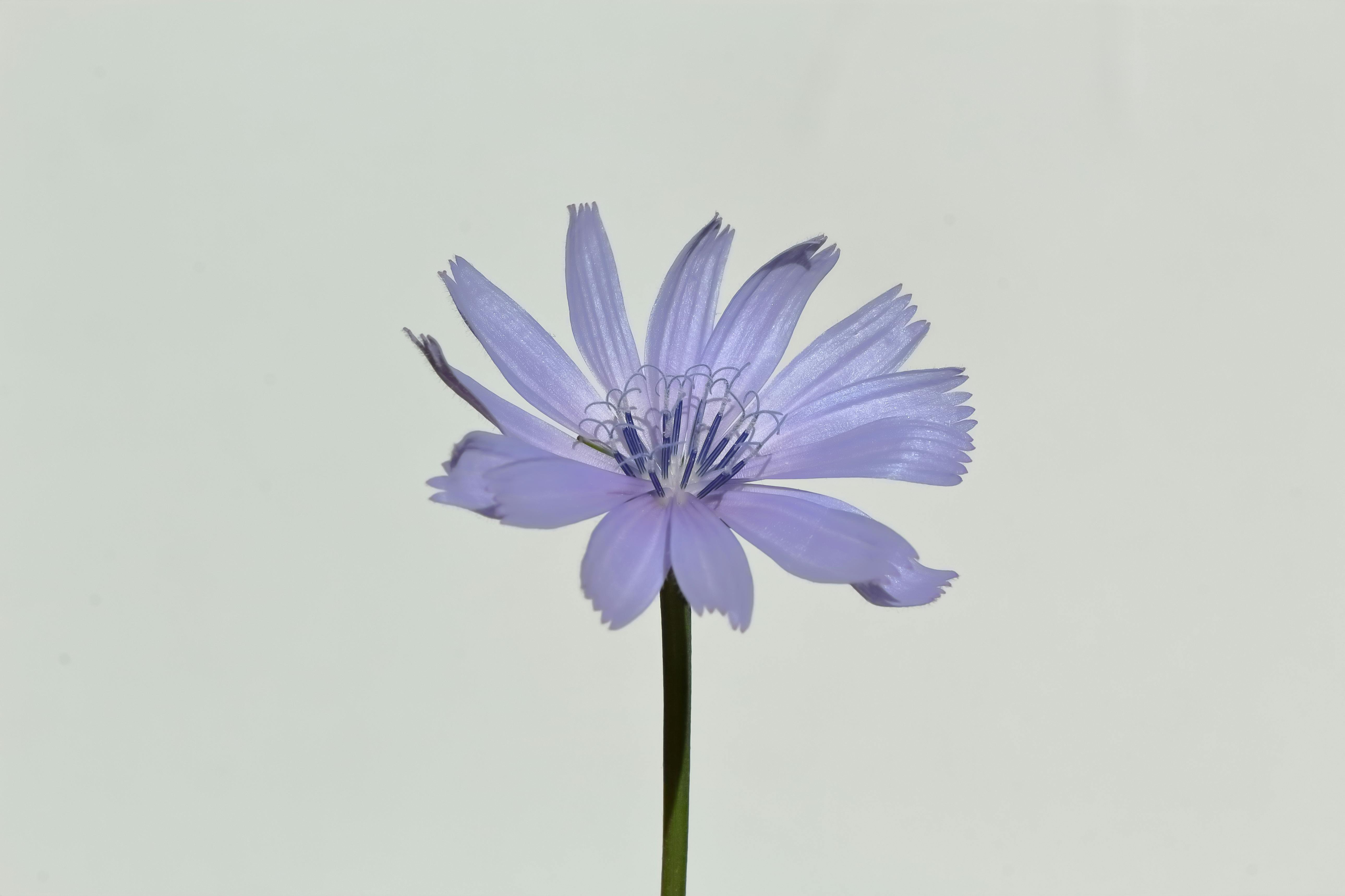 Delicate Purple Flower on White Background · Free Stock Photo