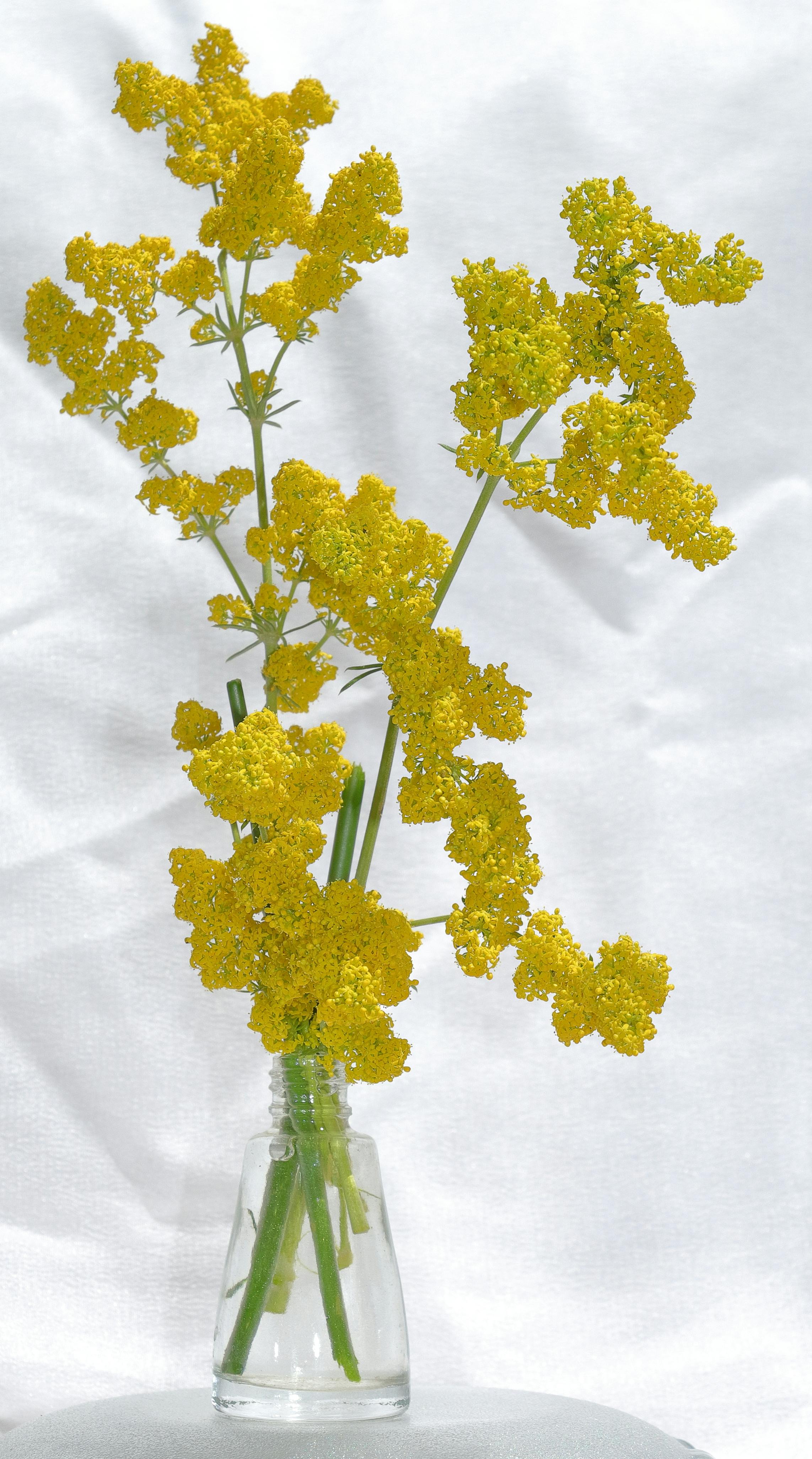 Yellow Color Photos, Download The BEST Free Yellow Color Stock Photos ...